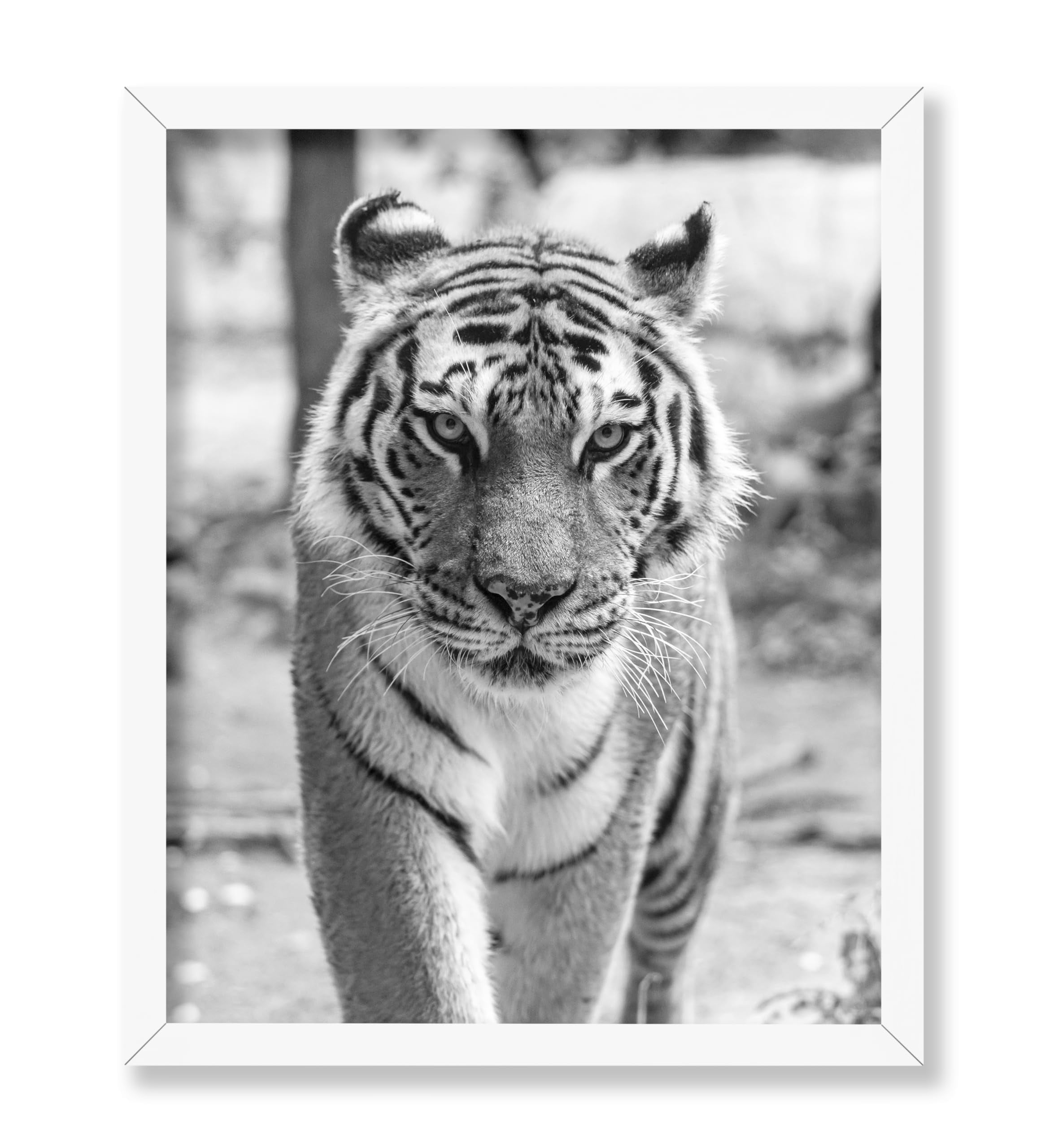Poster Master Tiger Poster - Tiger Portrait Print - Animal Art - Jungle ...
