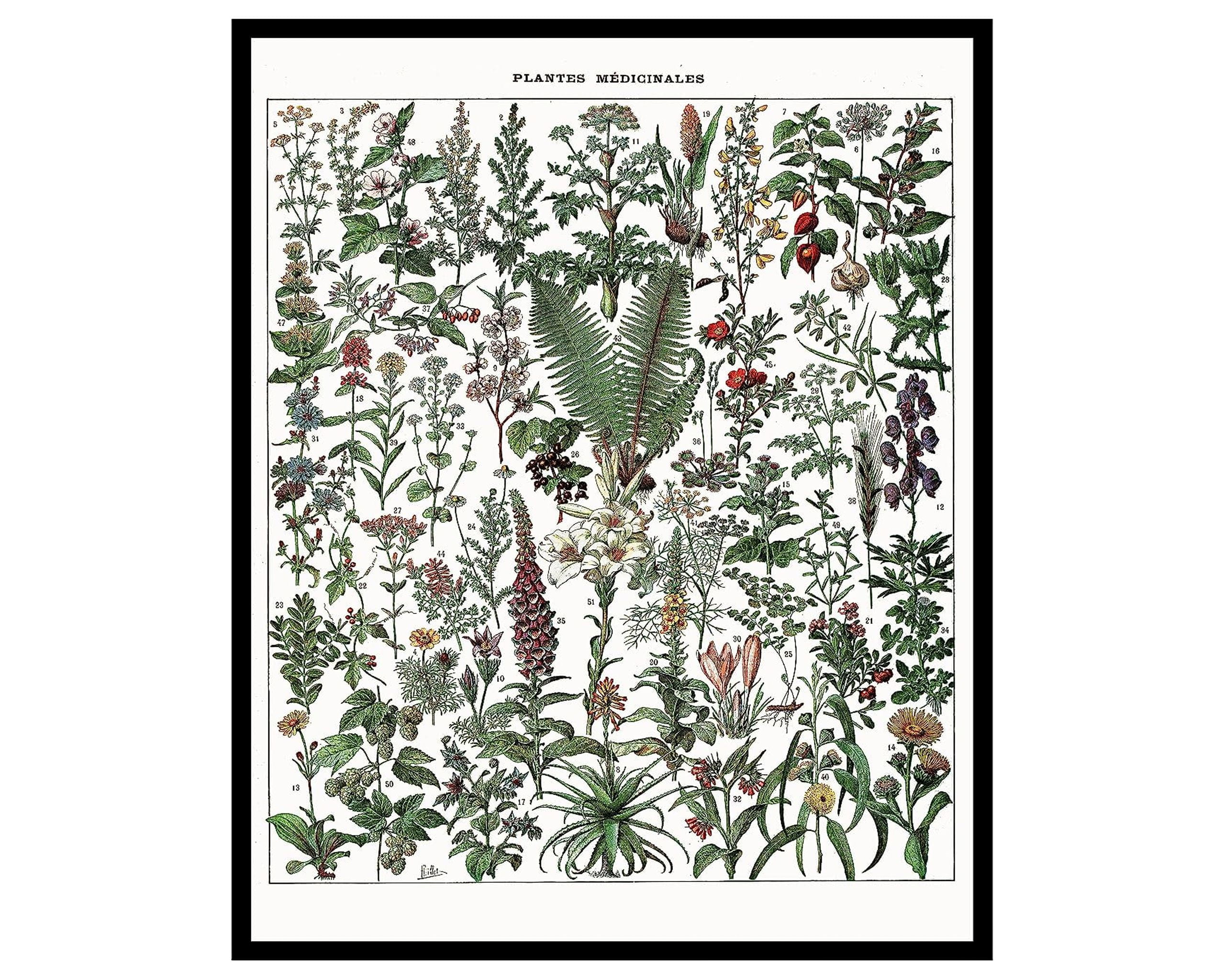 Poster Master Vintage Adolphe Millot Poster - Retro Drawing Print ...