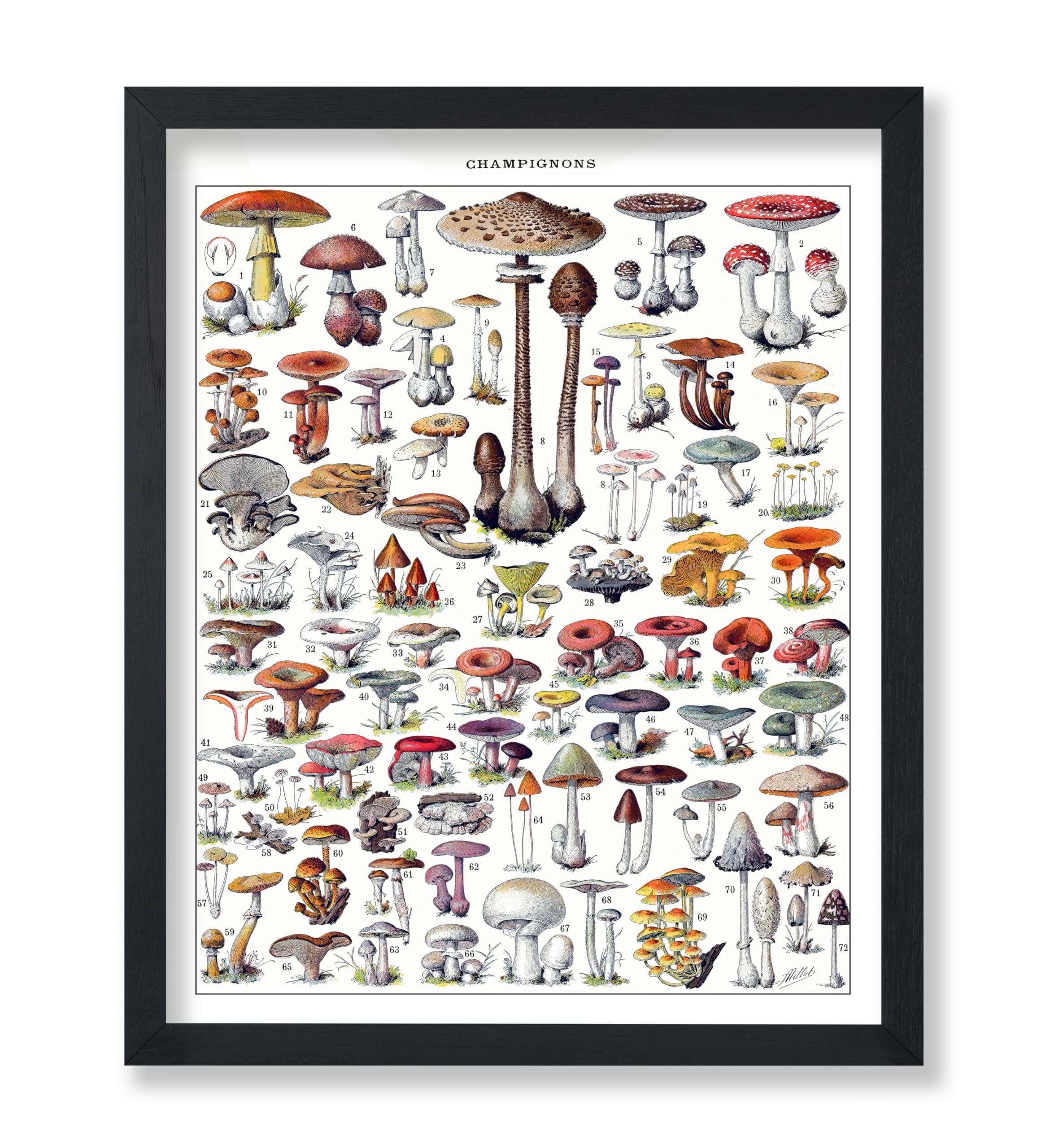 Poster Master Vintage Adolphe Millot Poster - Retro Drawing Print ...