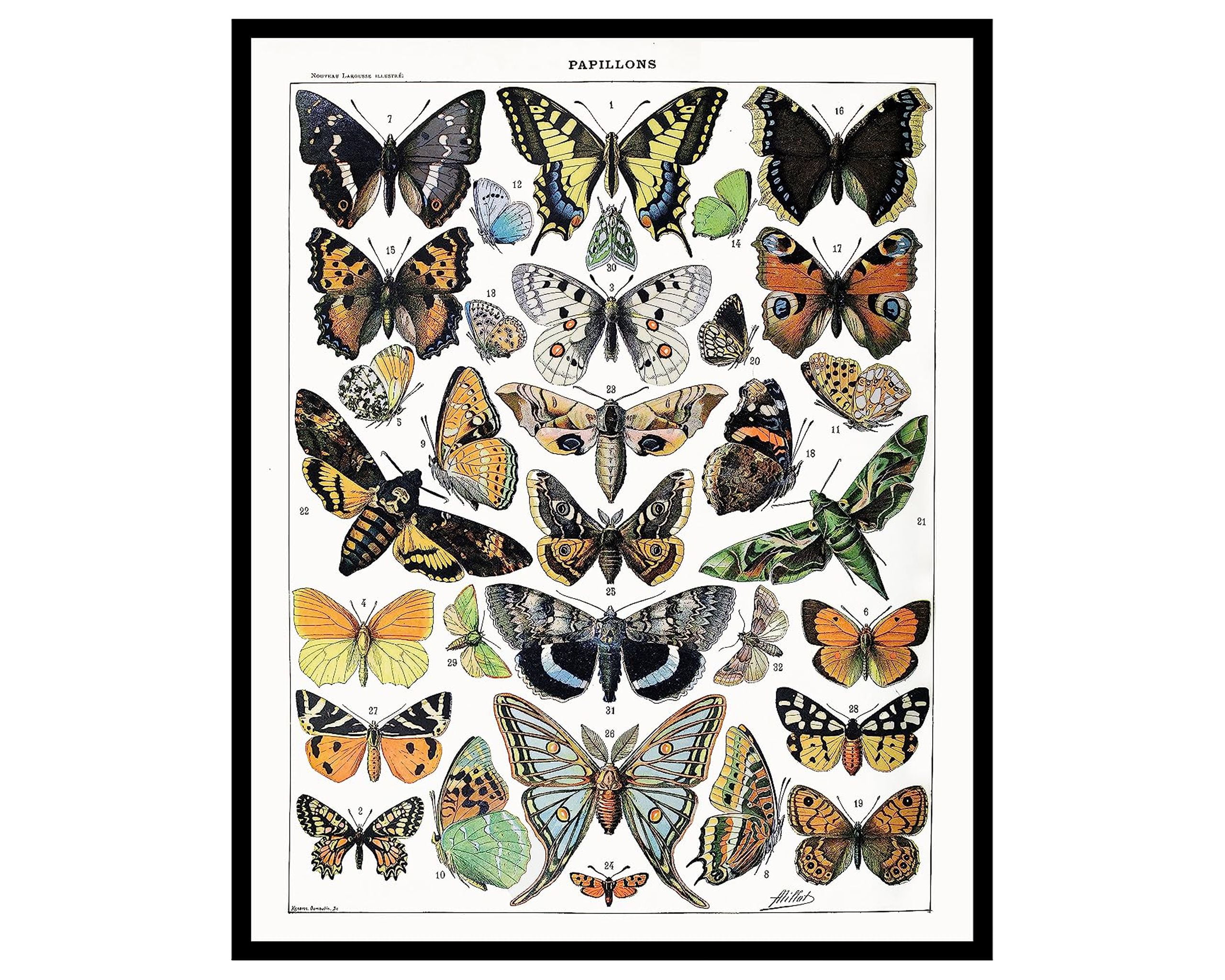 Poster Master Vintage Adolphe Millot Poster - Retro Lepidopterology ...