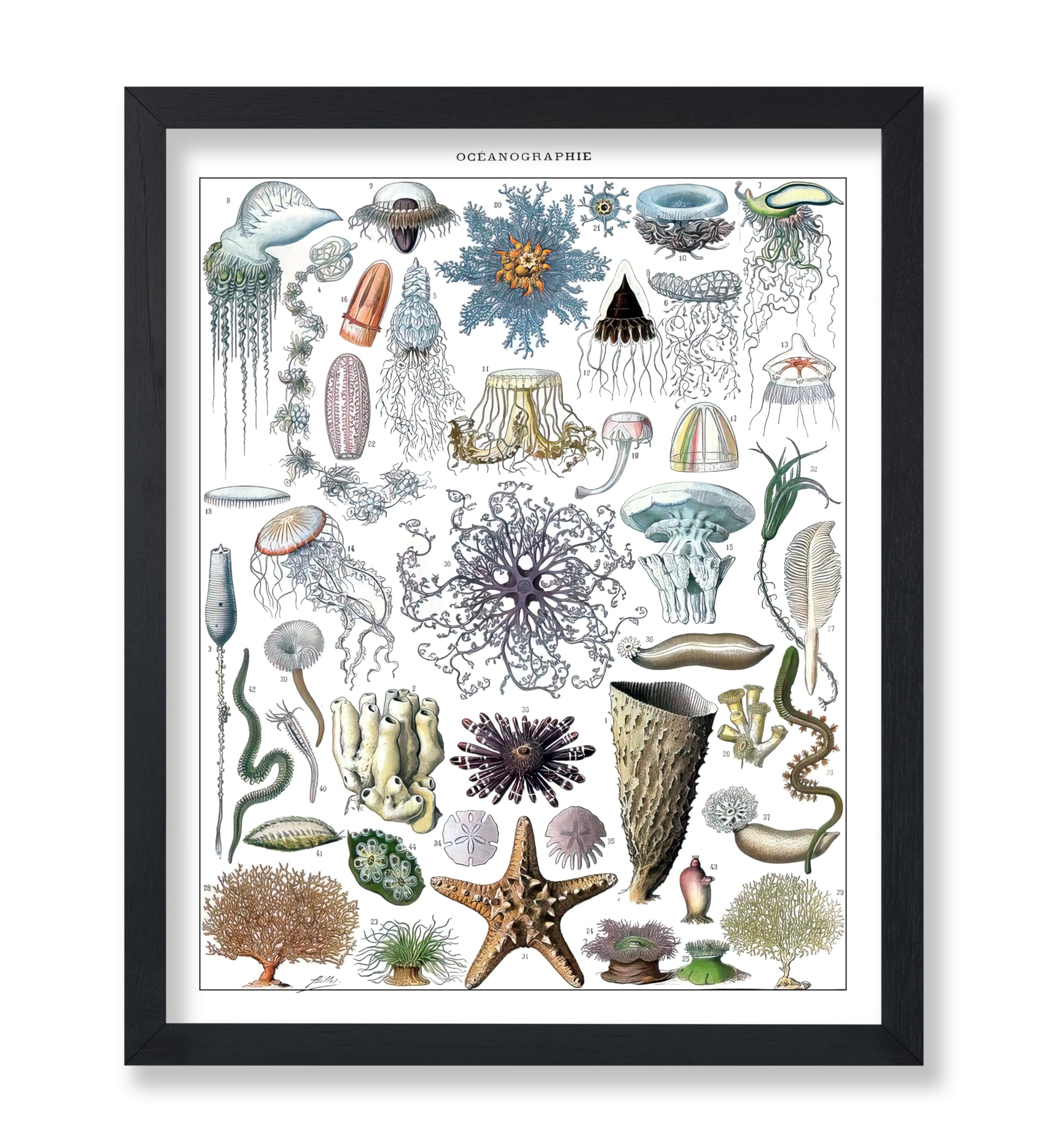 Poster Master Vintage Adolphe Millot Poster - Retro Marine Biology ...