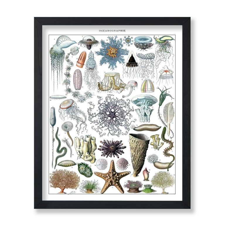 Vintage Biology Posters