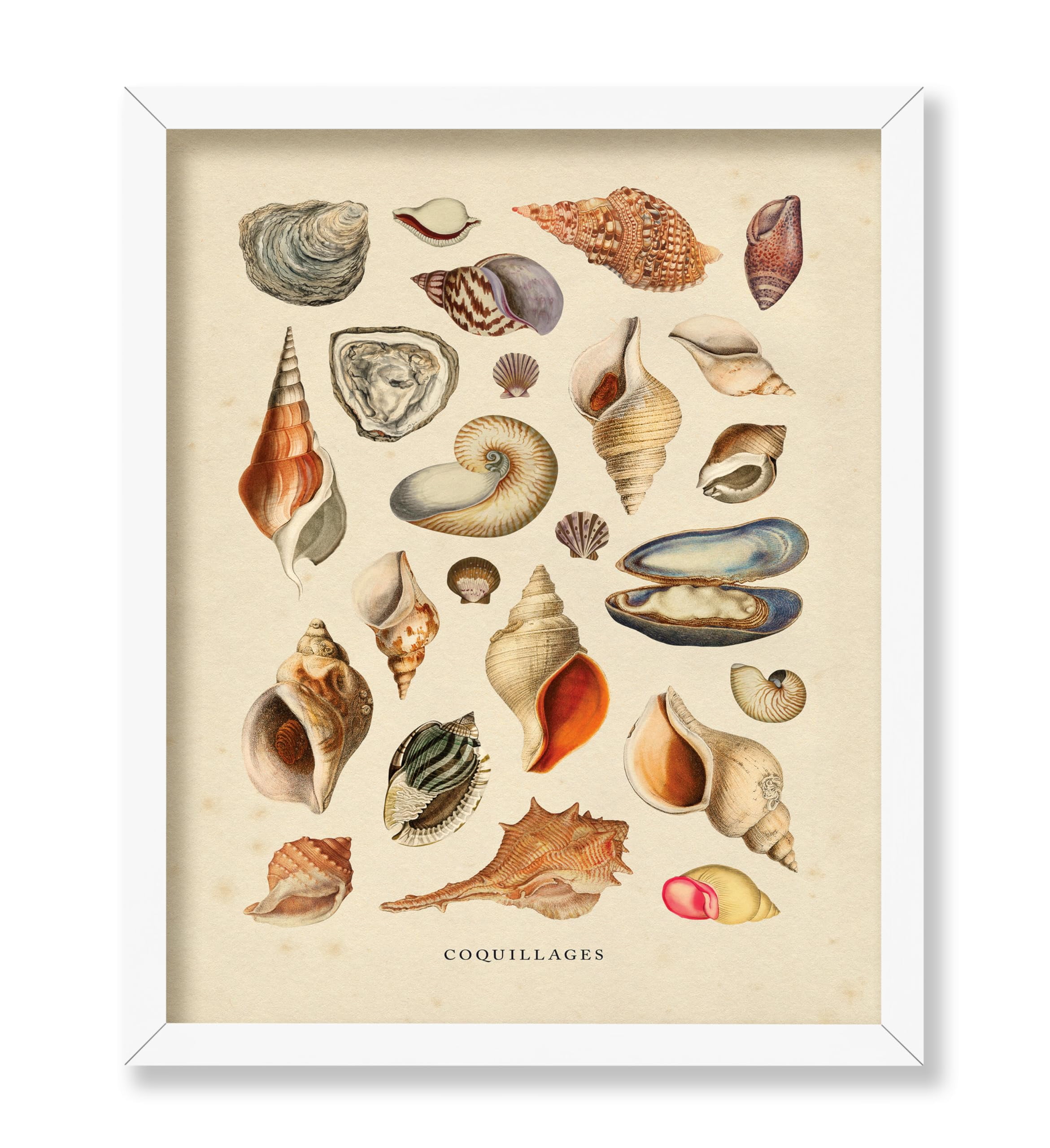 Poster Master Vintage Aquatic Poster - Retro Sea Shells Print - Shell ...