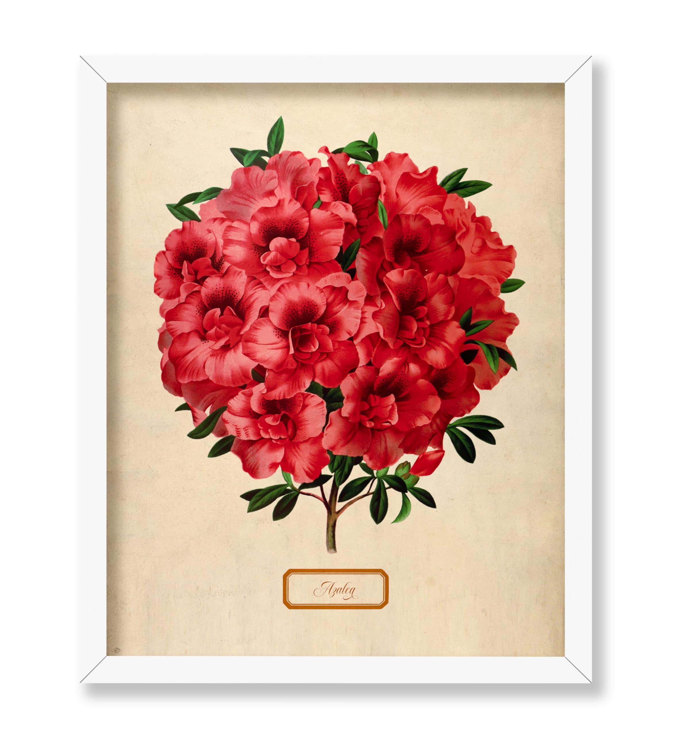 Poster Master Vintage Azaleas Poster - Retro Flower Print - Botanical ...