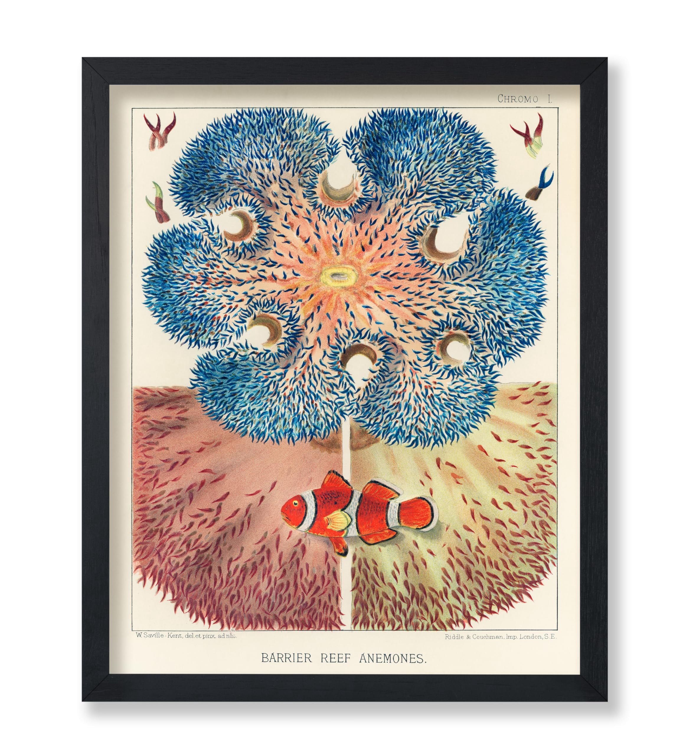 Poster Master Vintage Barrier Reef Anemones Poster - Clown Fish Print ...