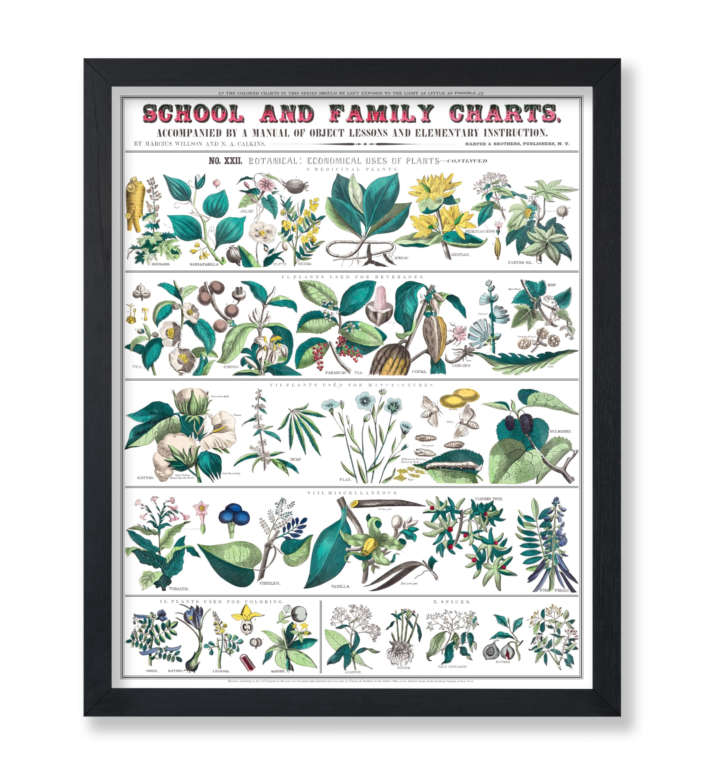 Poster Master Vintage Botanical Poster - Retro Drawing Print - 16x20 ...