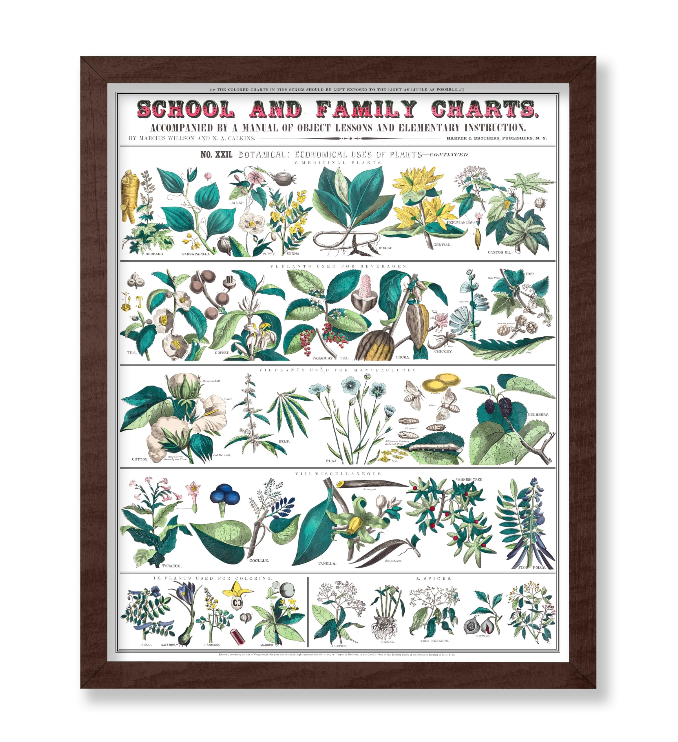 Poster Master Vintage Botanical Poster - Retro Drawing Print - Gift for ...