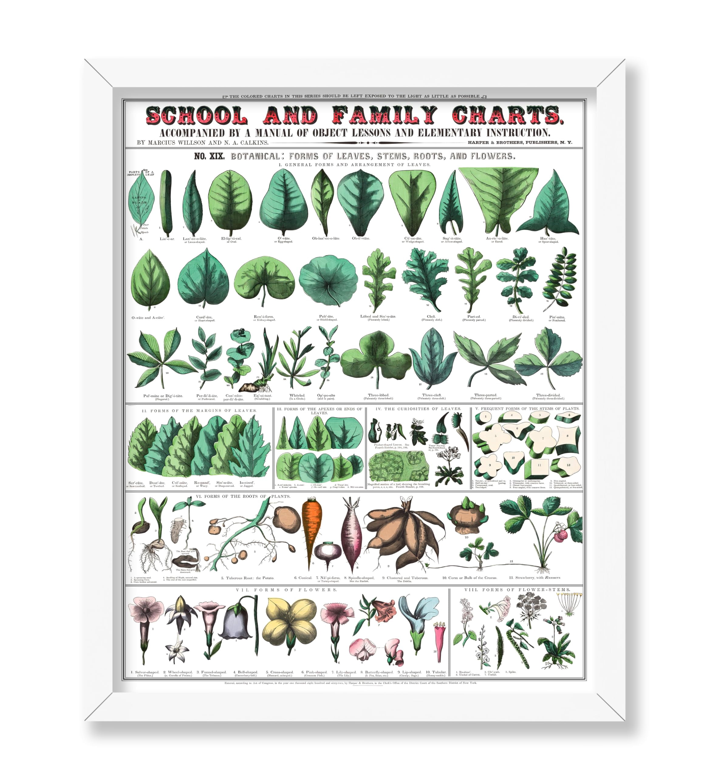 Poster Master Vintage Botanical Poster - Retro Drawing Print - Gift for ...