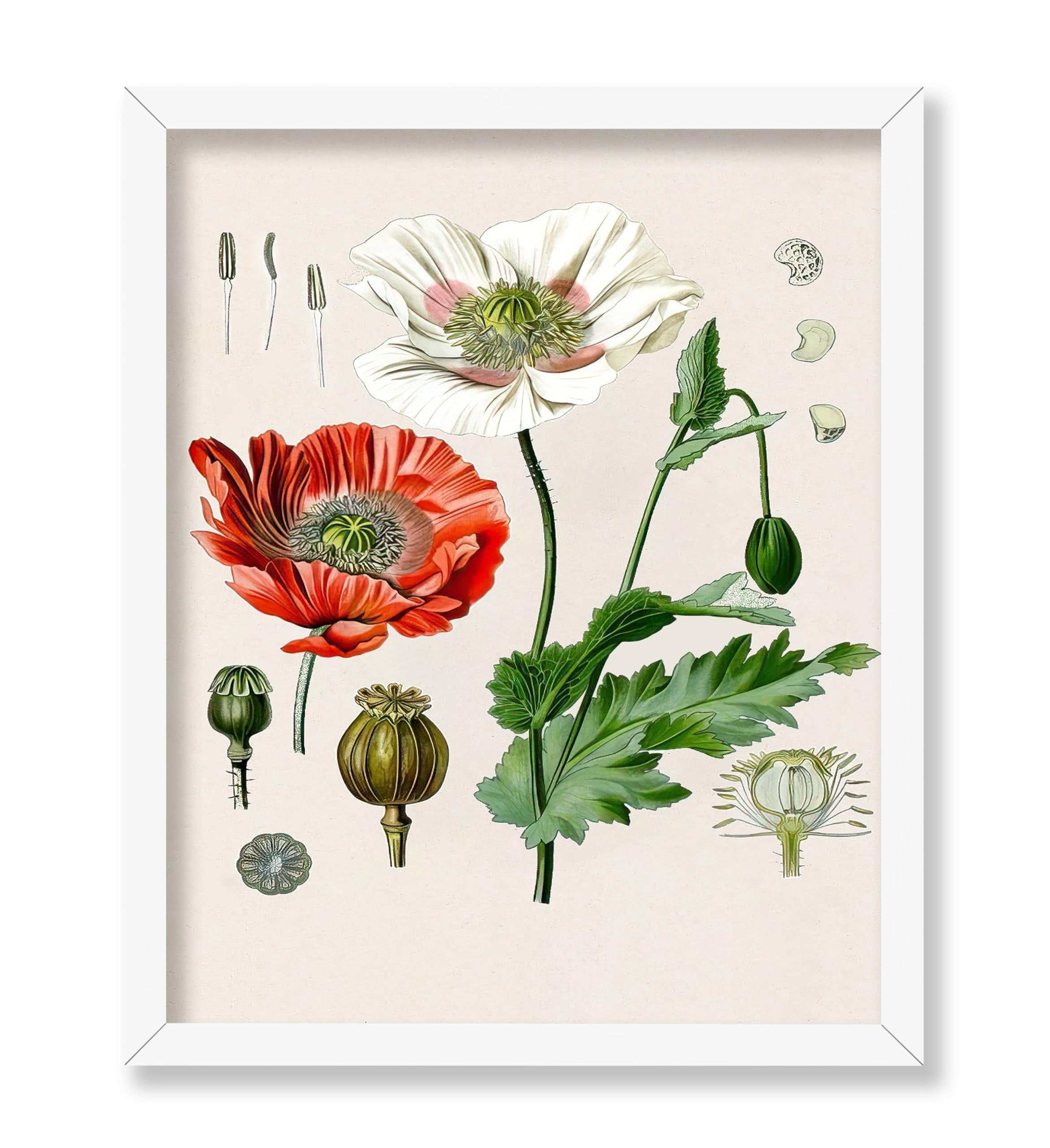 Poster Master Vintage Botanical Poster - Retro Floral Illustration ...