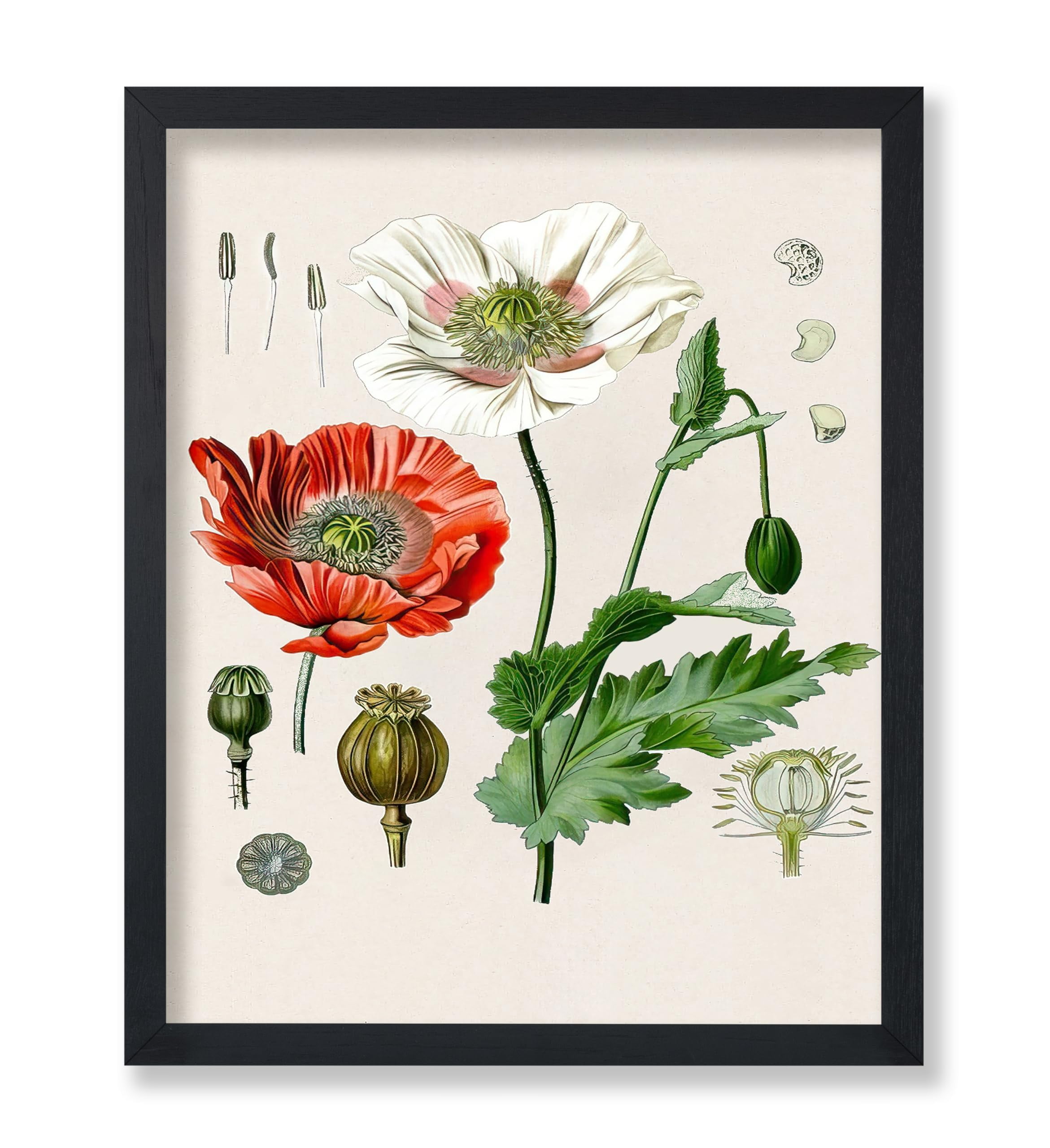 Poster Master Vintage Botanical Poster - Retro Floral Illustration ...