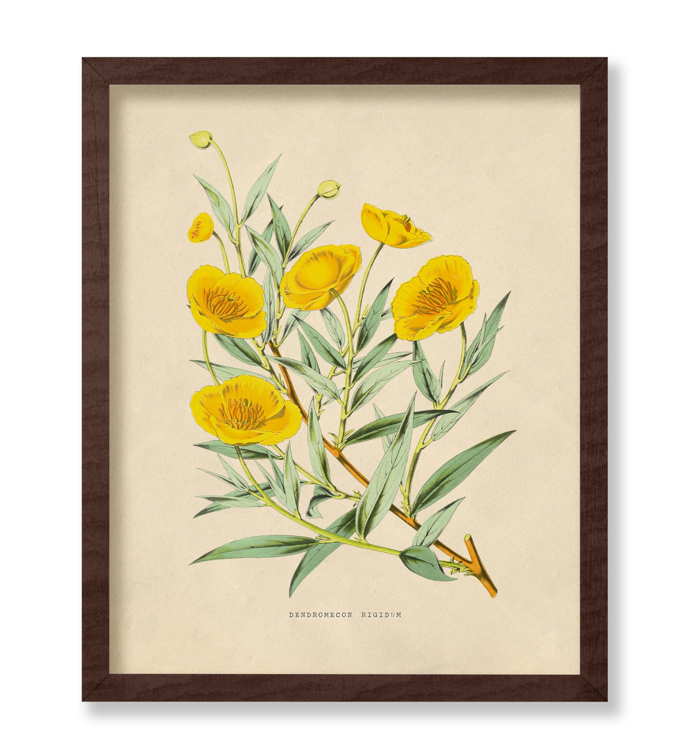 Poster Master Vintage Bush Poppy Poster - Retro Flower Print ...