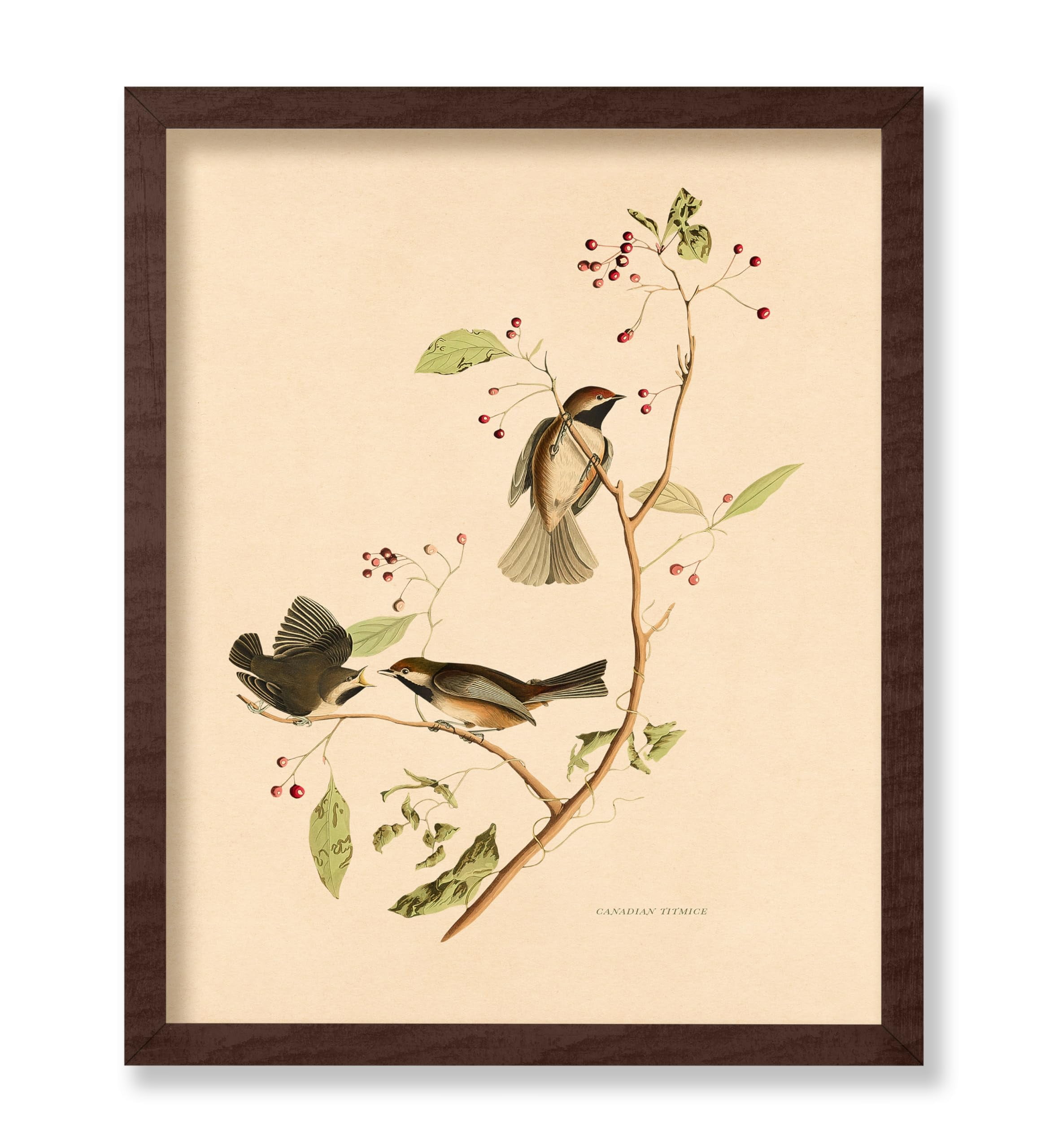 Poster Master Vintage Canadian Titmouse Poster - Retro Birds of America ...