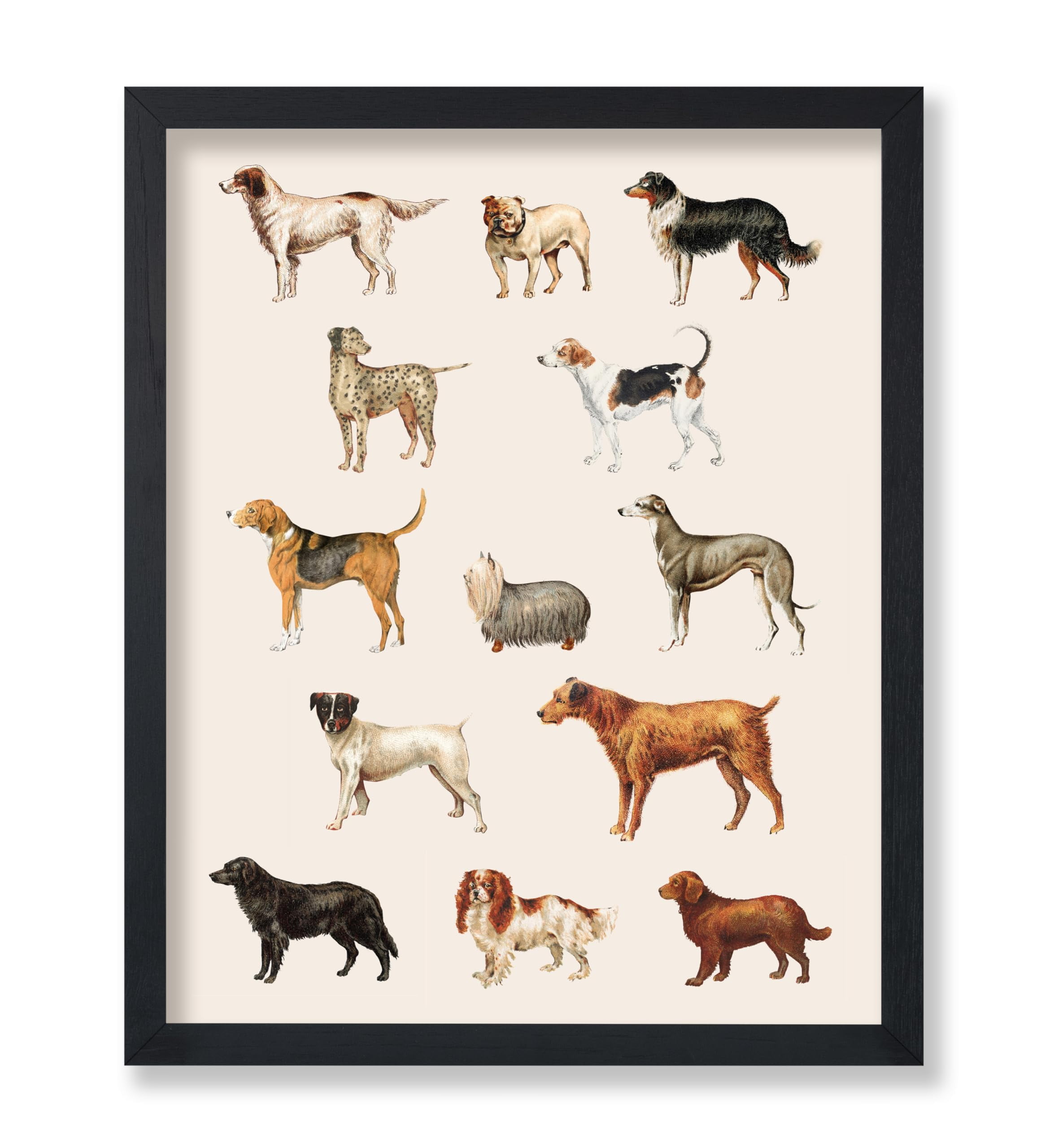 Poster Master Vintage Dog Breeds Poster - Retro Dog Print - Puppy Art ...