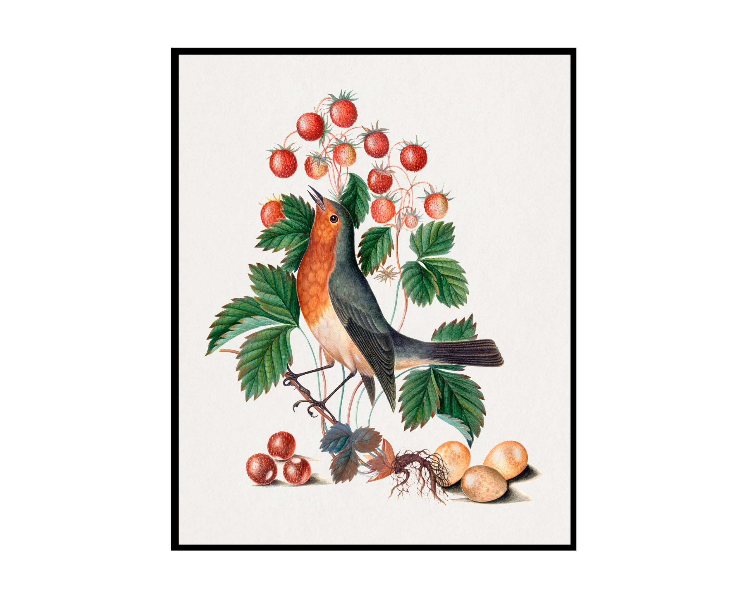 Poster Master Vintage European Robin Poster - Retro Robin and Wild ...