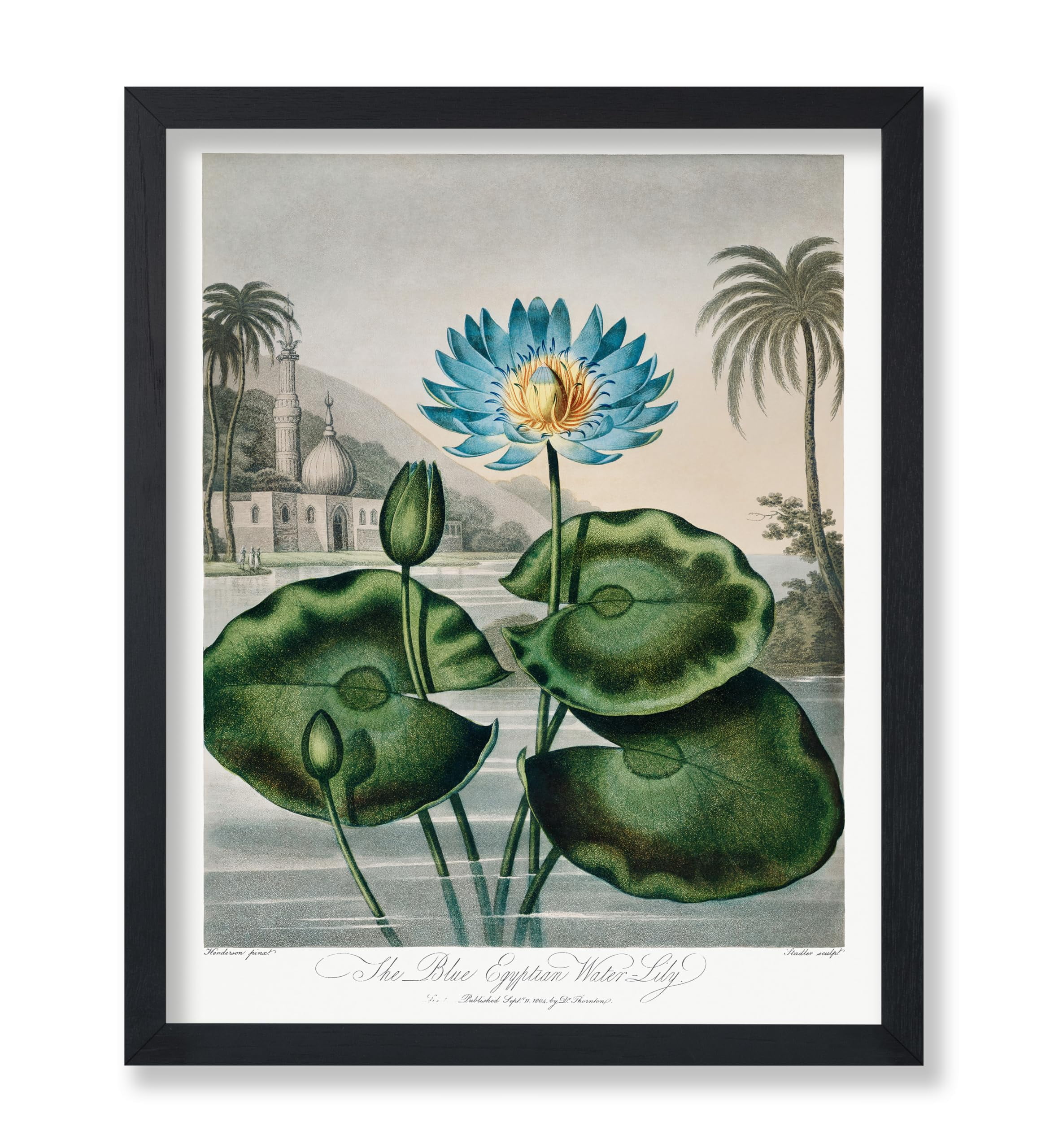Poster Master Vintage Flower Poster - Retro Blue Egyptian Waterlily ...