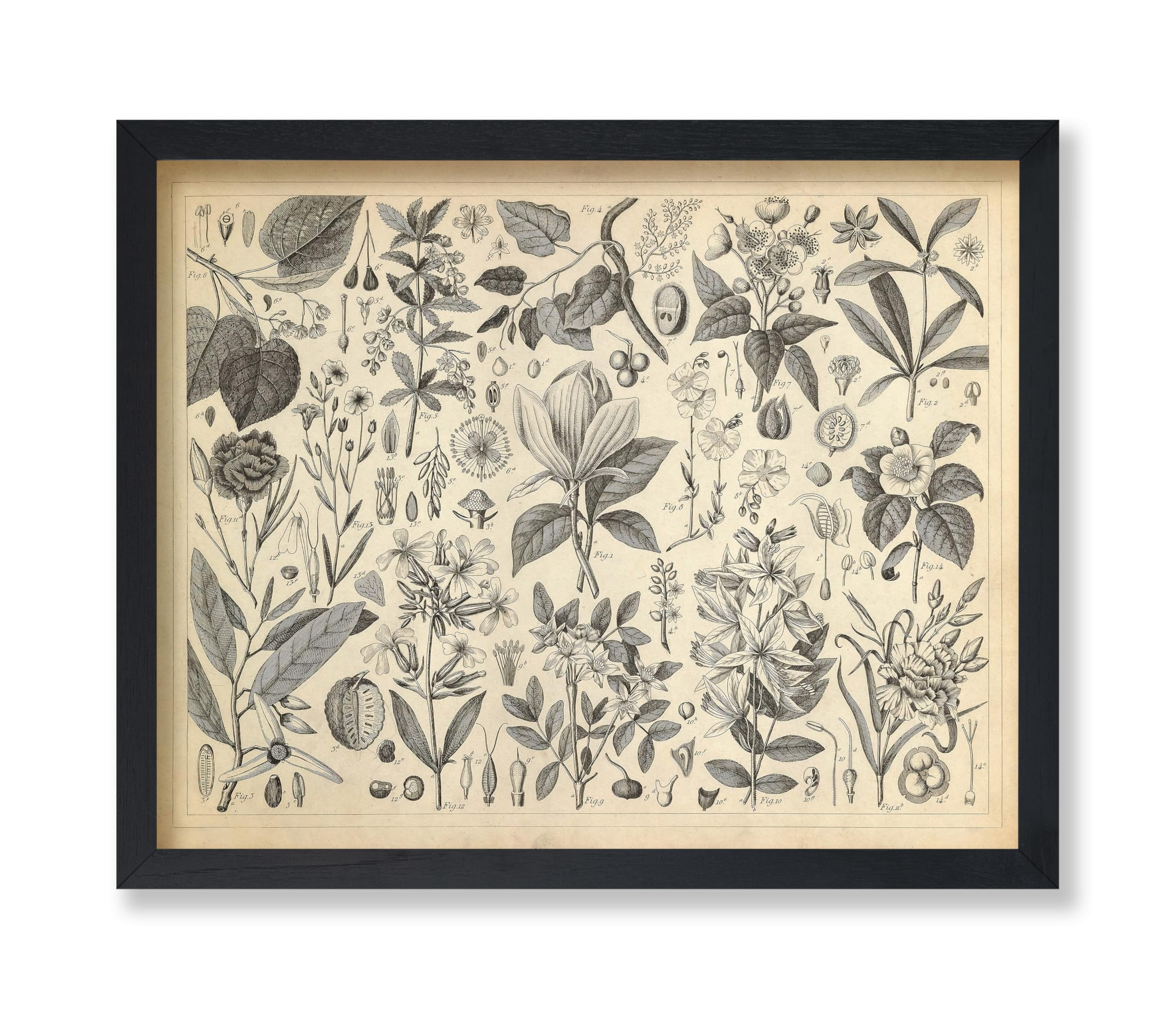 Poster Master Vintage Flower Poster - Retro Botanical Print - Antique ...