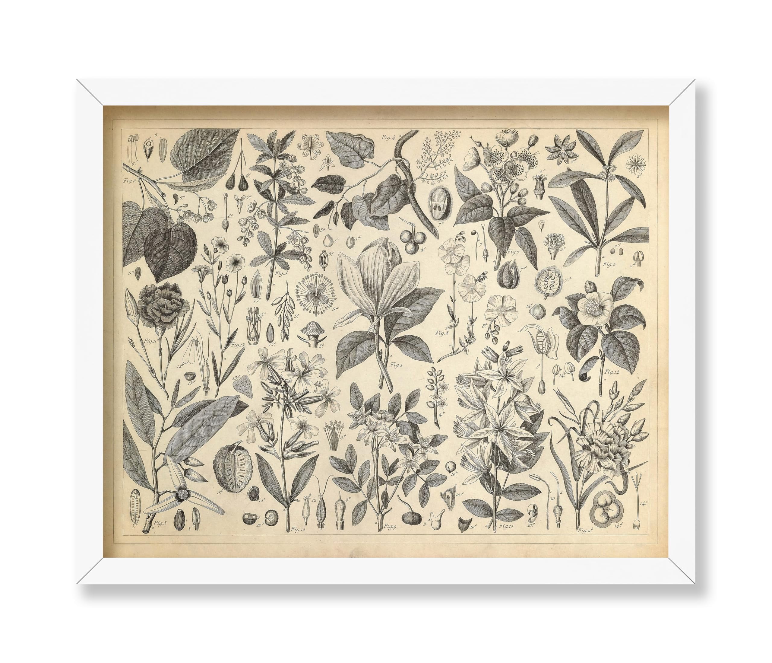 Poster Master Vintage Flower Poster - Retro Botanical Print - Antique ...