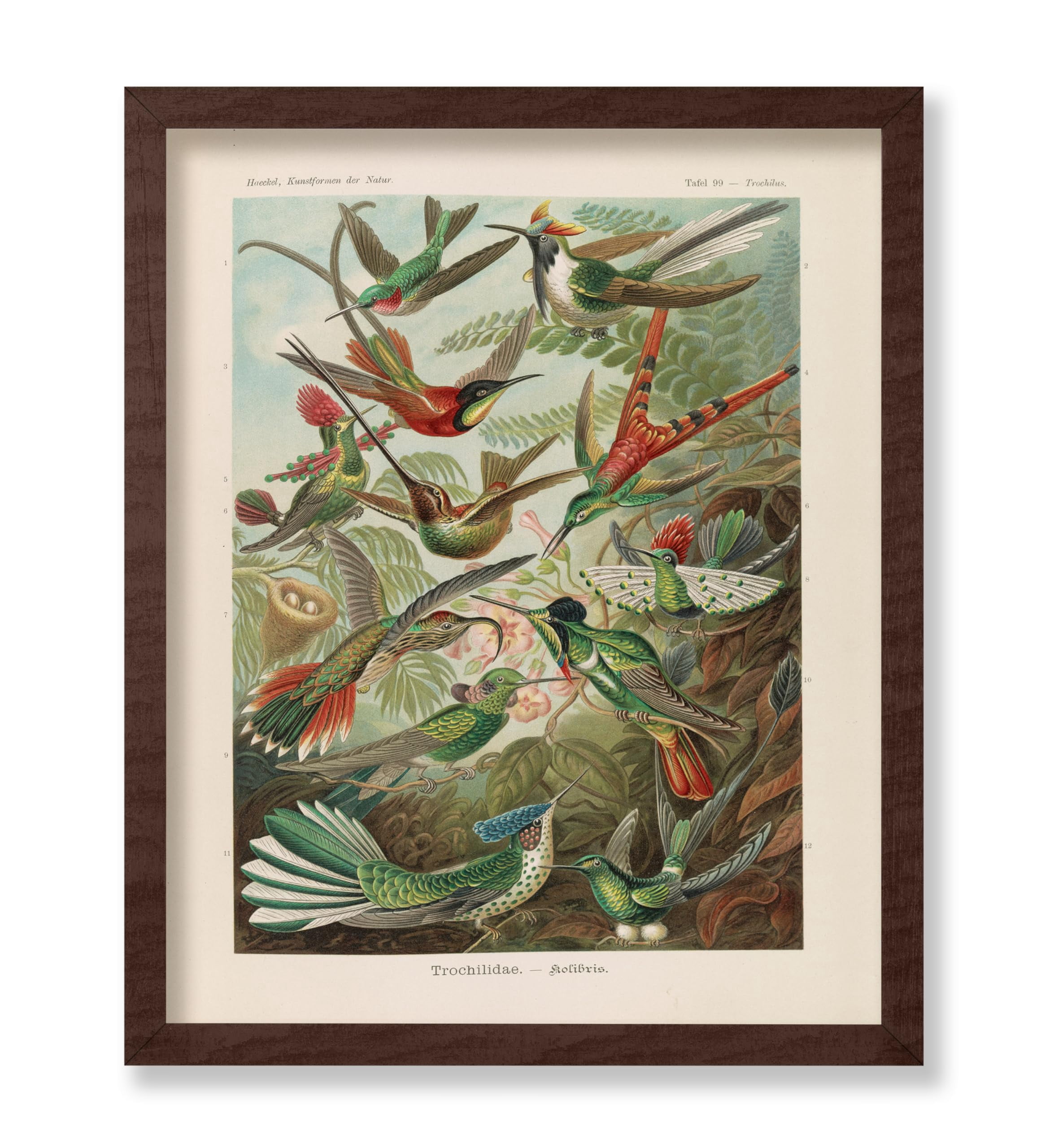Poster Master Vintage Hummingbirds Poster - Retro Art Forms in Nature ...