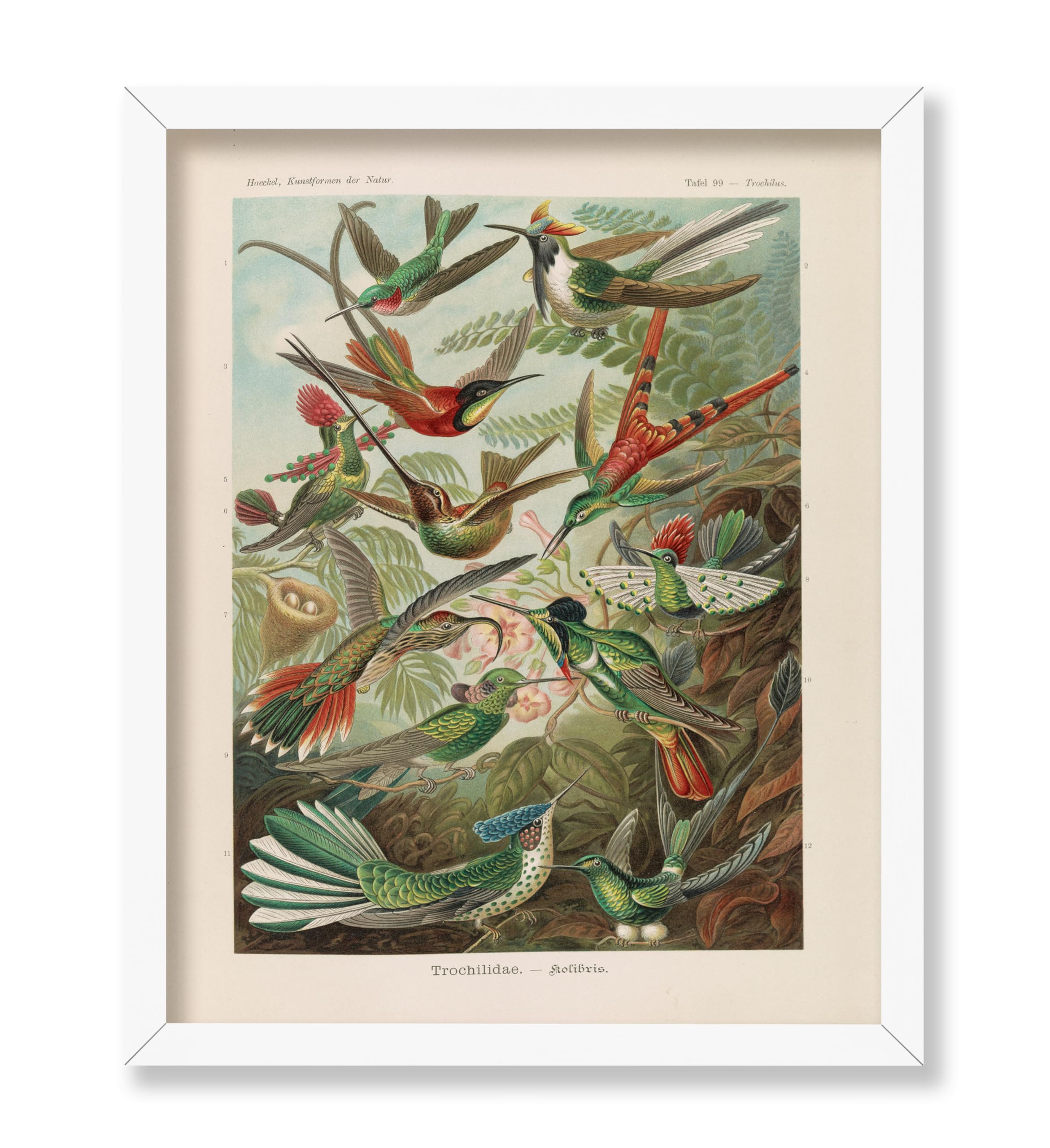 Poster Master Vintage Hummingbirds Poster - Retro Art Forms in Nature ...