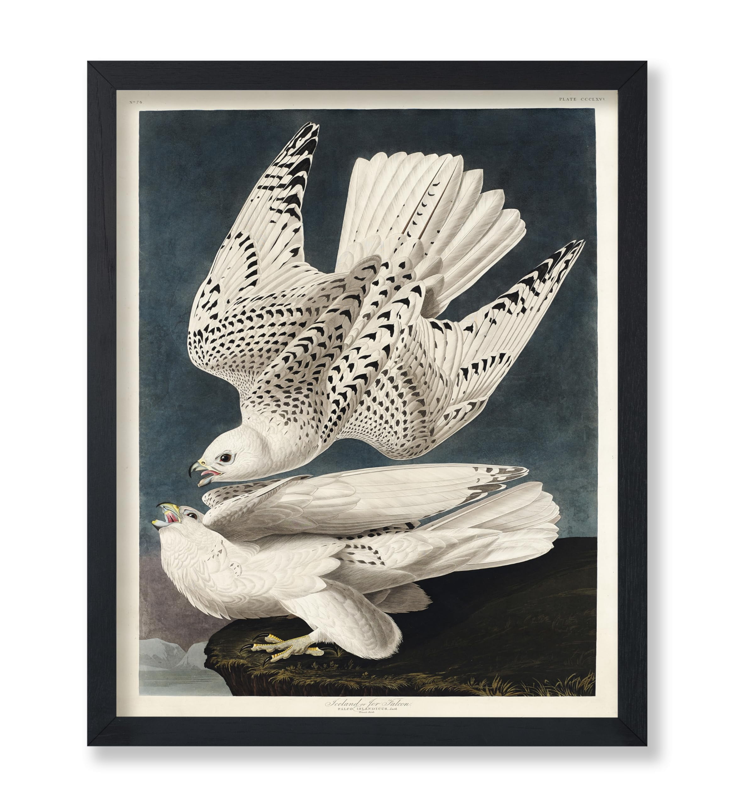 Poster Master Vintage James Audubon Poster - Iceland Falcon Print - Jer ...