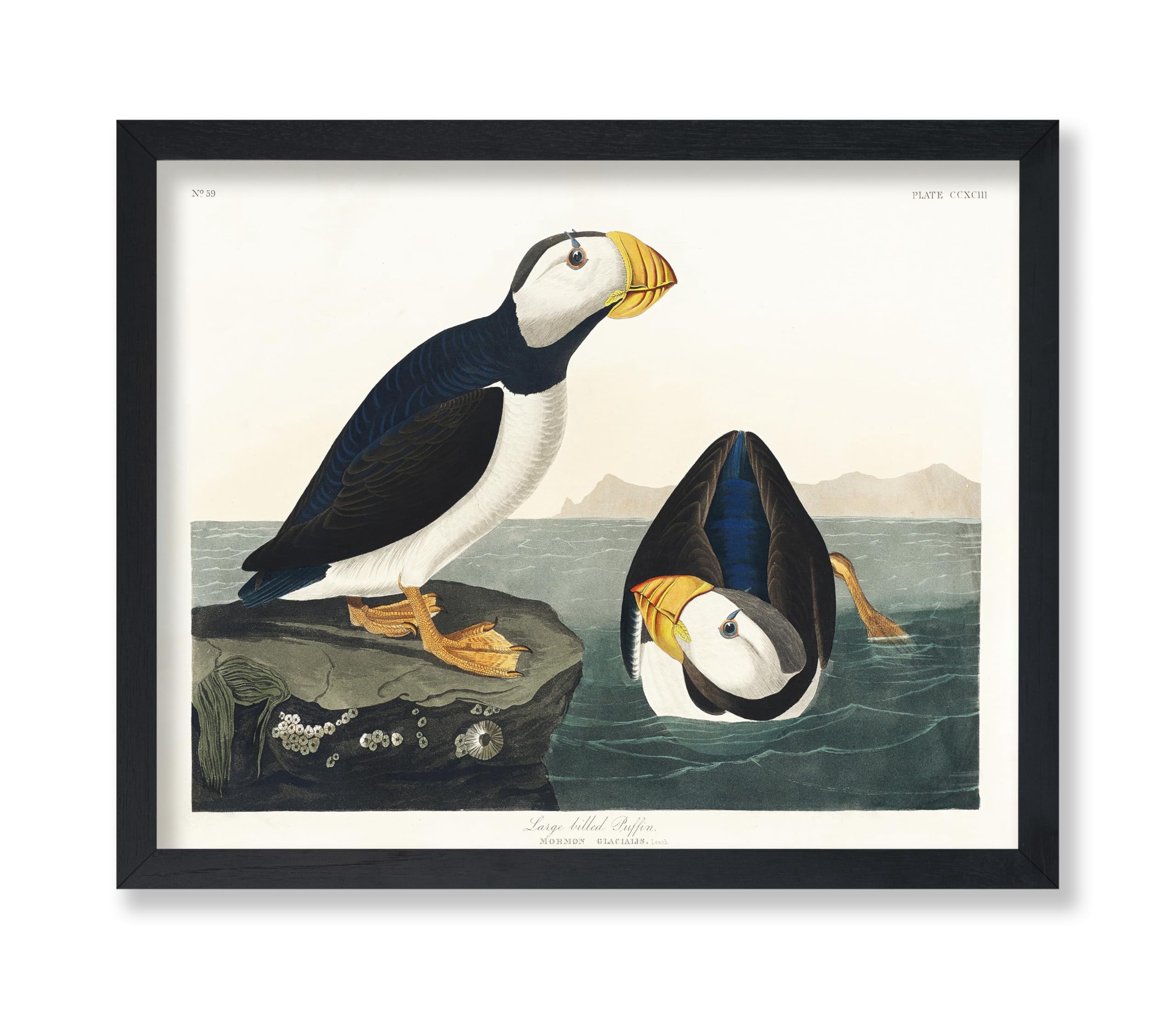 Poster Master Vintage James Audubon Poster - Large Billed Puffin Print ...