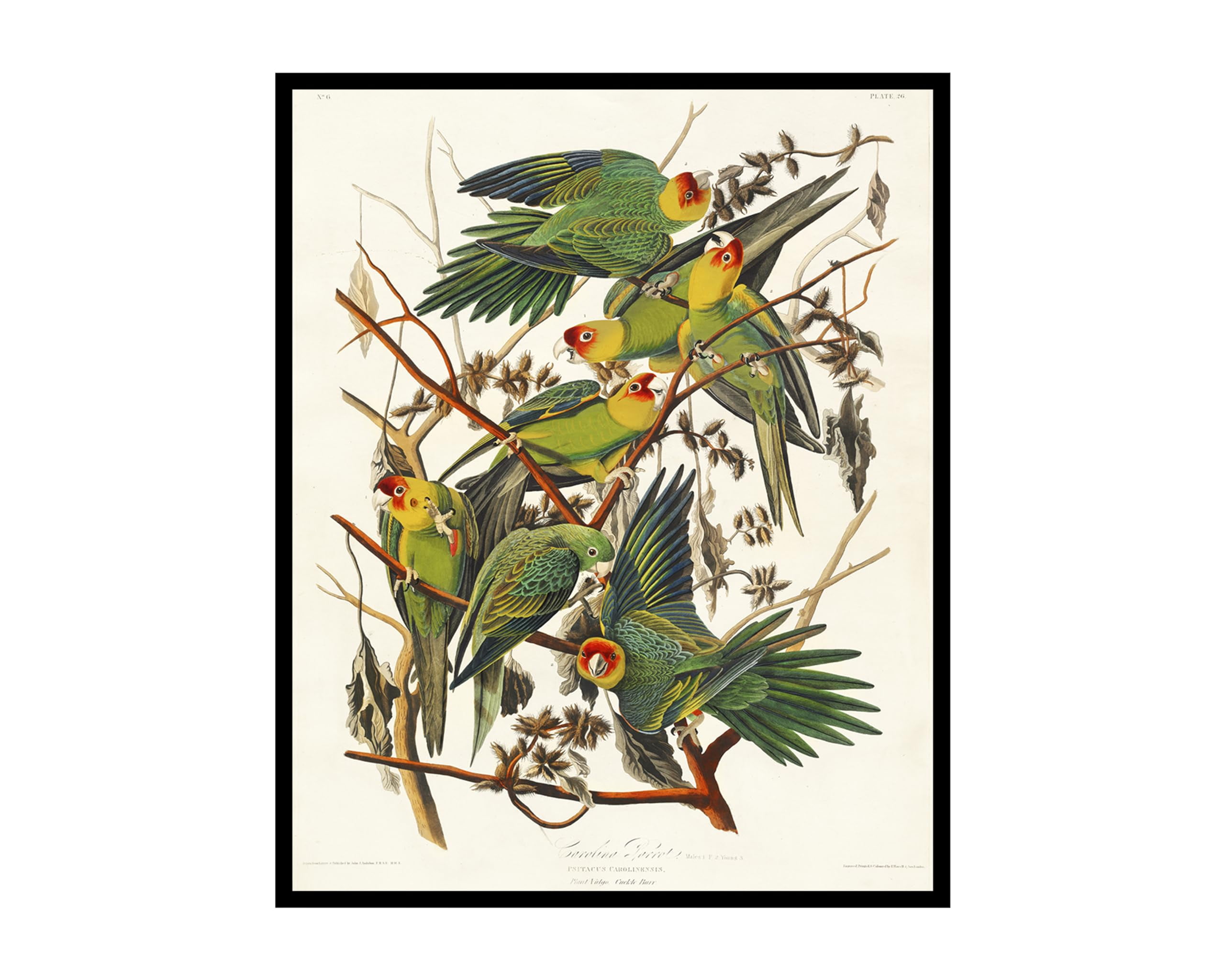Poster Master Vintage James Audubon Poster - Retro Carolina Parrot ...