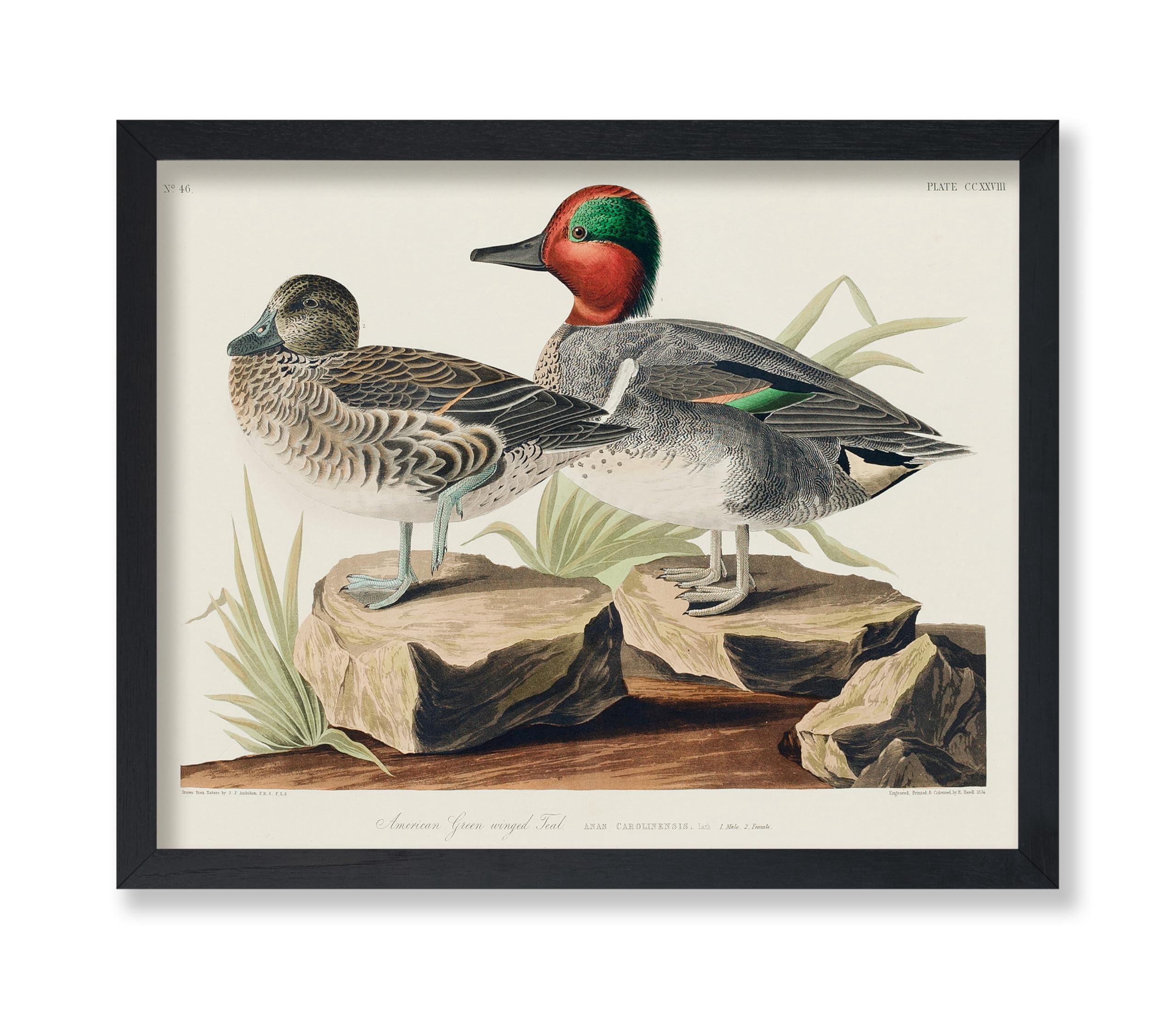 Poster Master Vintage James Audubon Poster - Retro Green Winged Teal ...