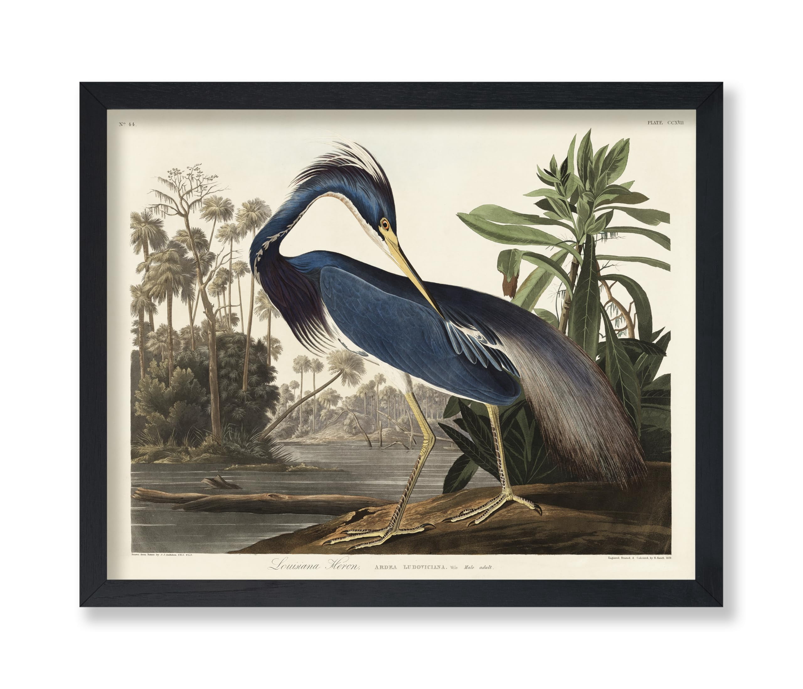 Poster Master Vintage James Audubon Poster - Retro Louisiana Heron ...