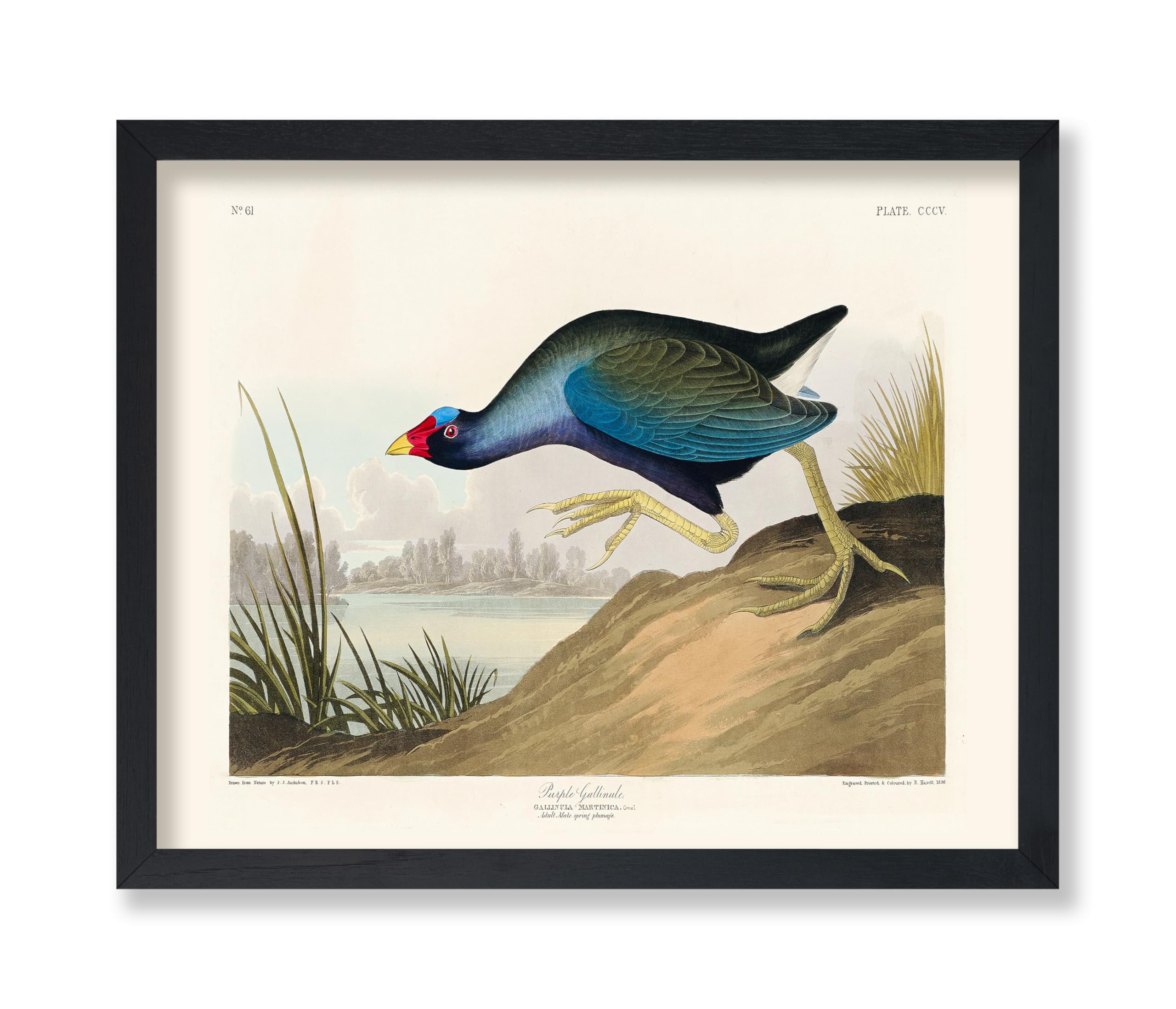 Poster Master Vintage James Audubon Poster - Retro Purple Gallinule ...