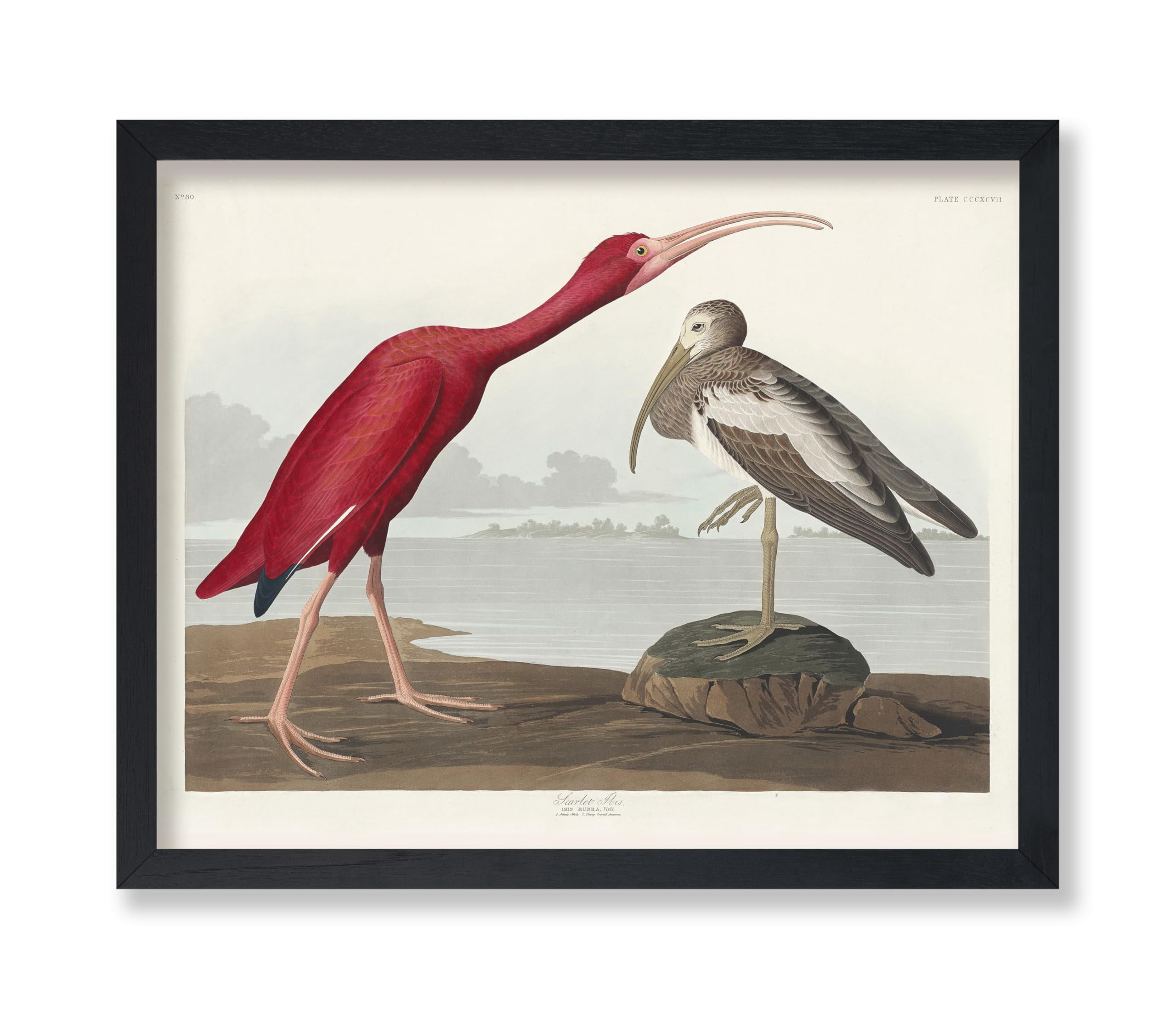 Poster Master Vintage James Audubon Poster - Retro Scarlet Ibis Print ...