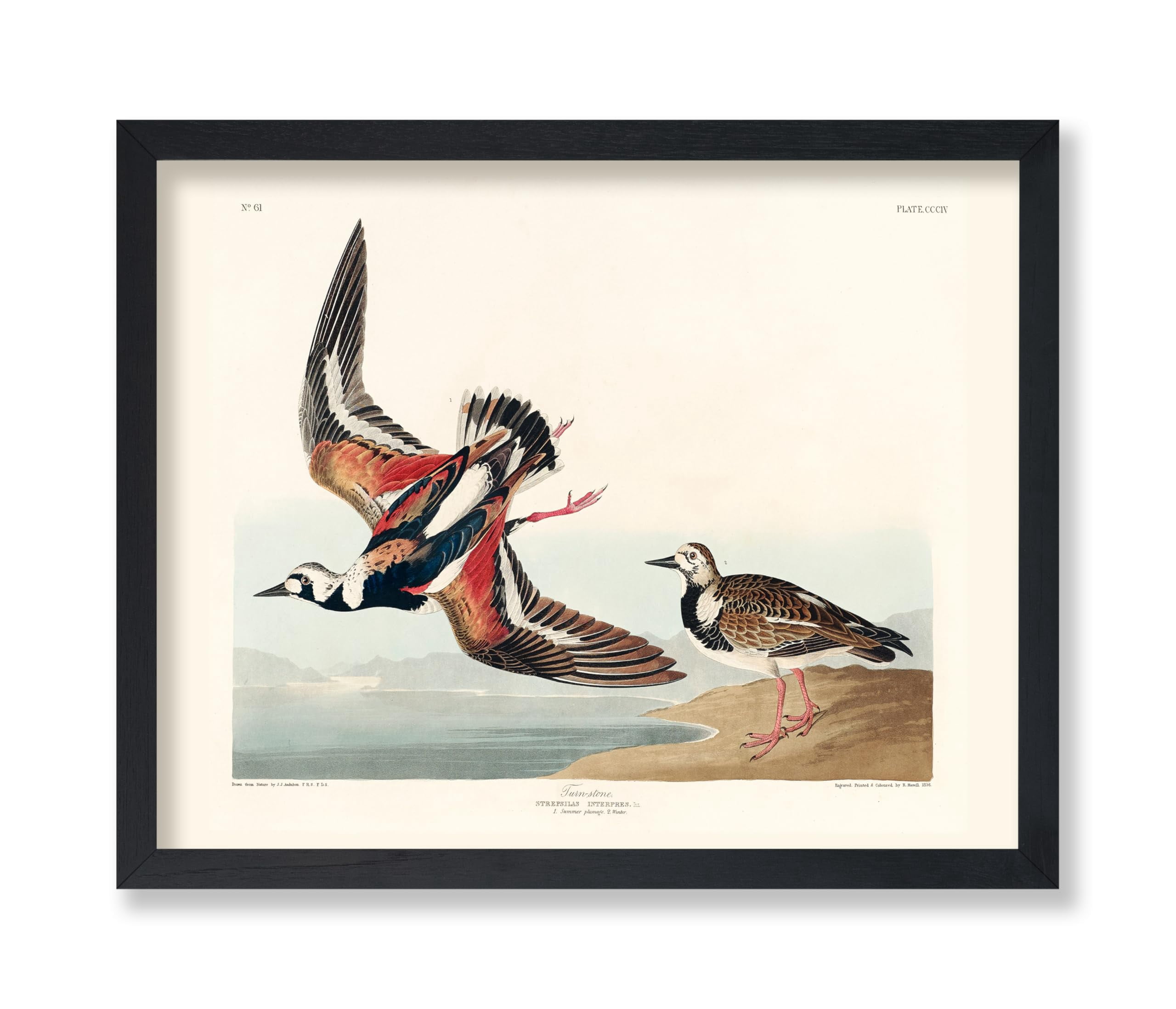 Poster Master Vintage James Audubon Poster - Retro Turnstone Print ...
