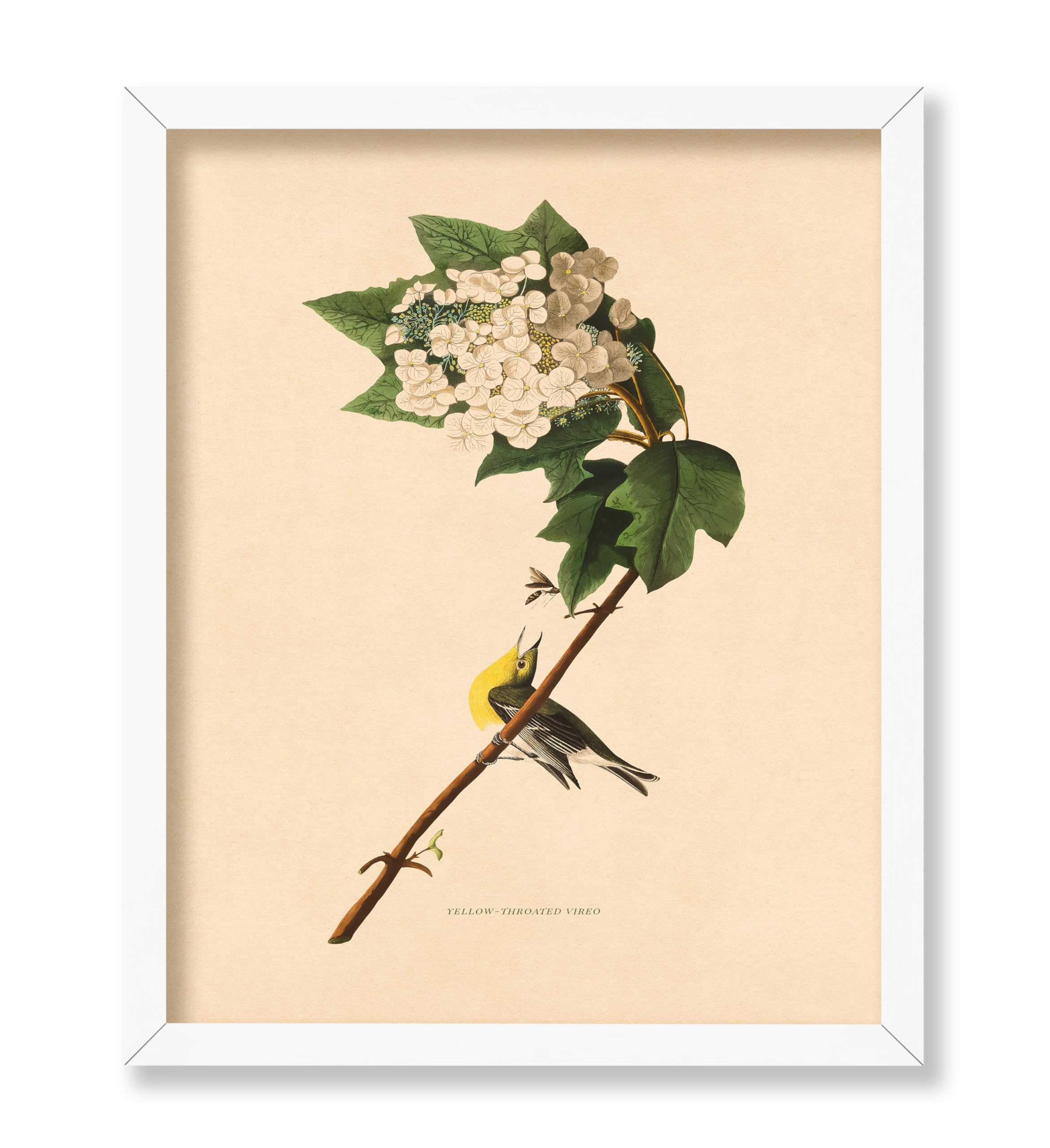 Poster Master Vintage James Audubon Poster - Yellow Throated Vireo ...