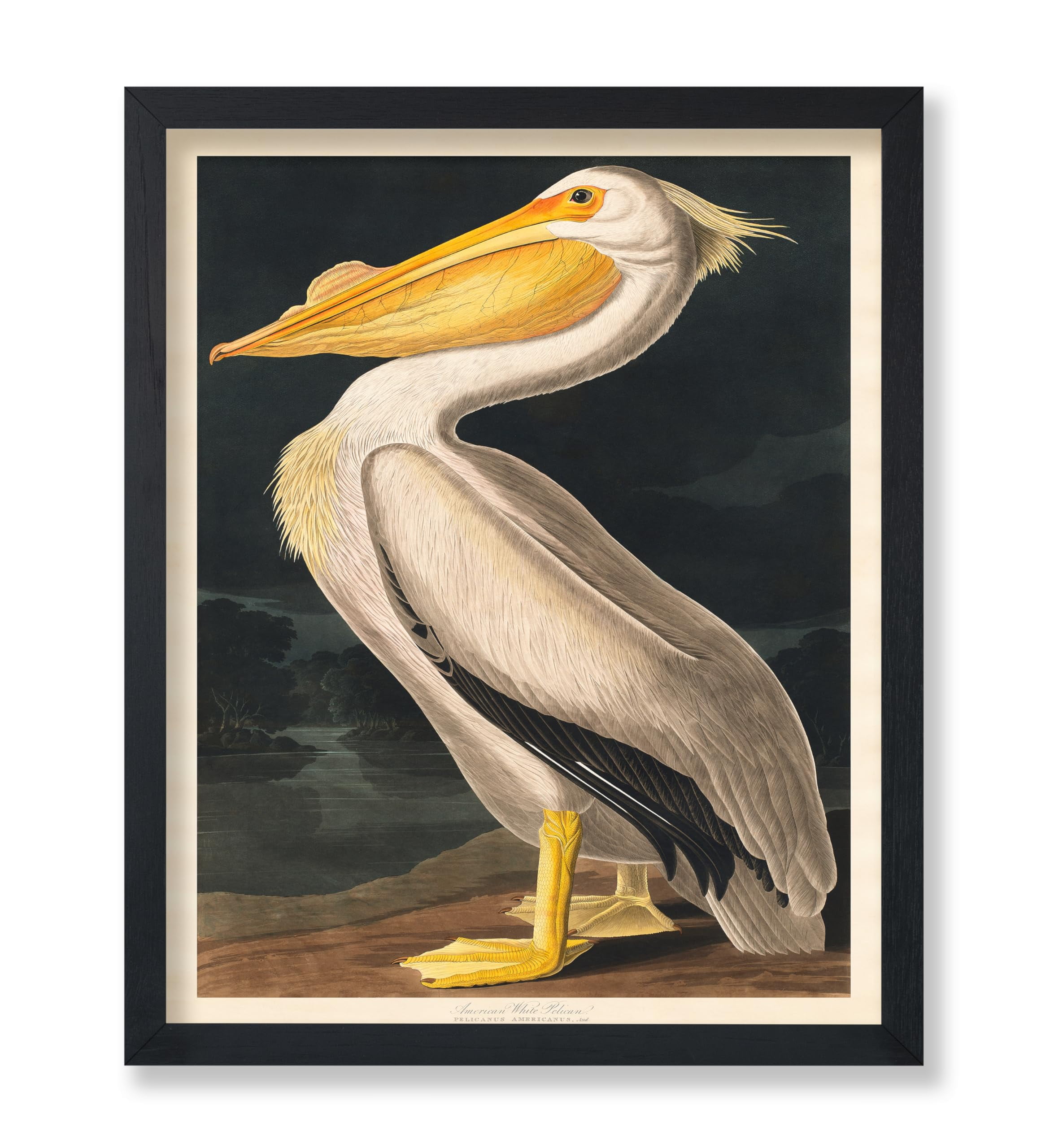 Poster Master Vintage John James Audubon Poster - Retro Animal Print ...