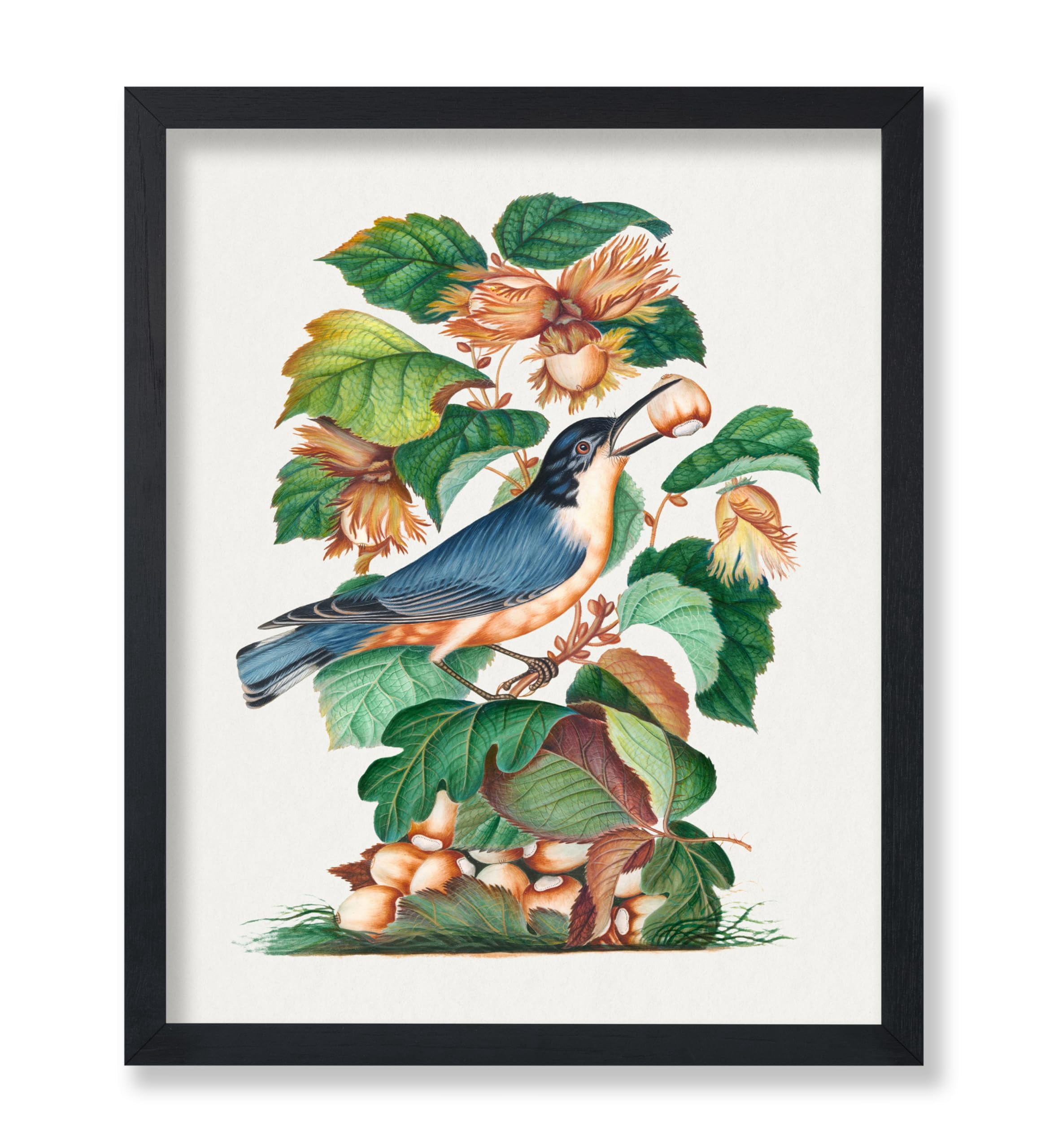 Poster Master Vintage Nuthatch Poster - Retro Bird and Hazelnut Print ...