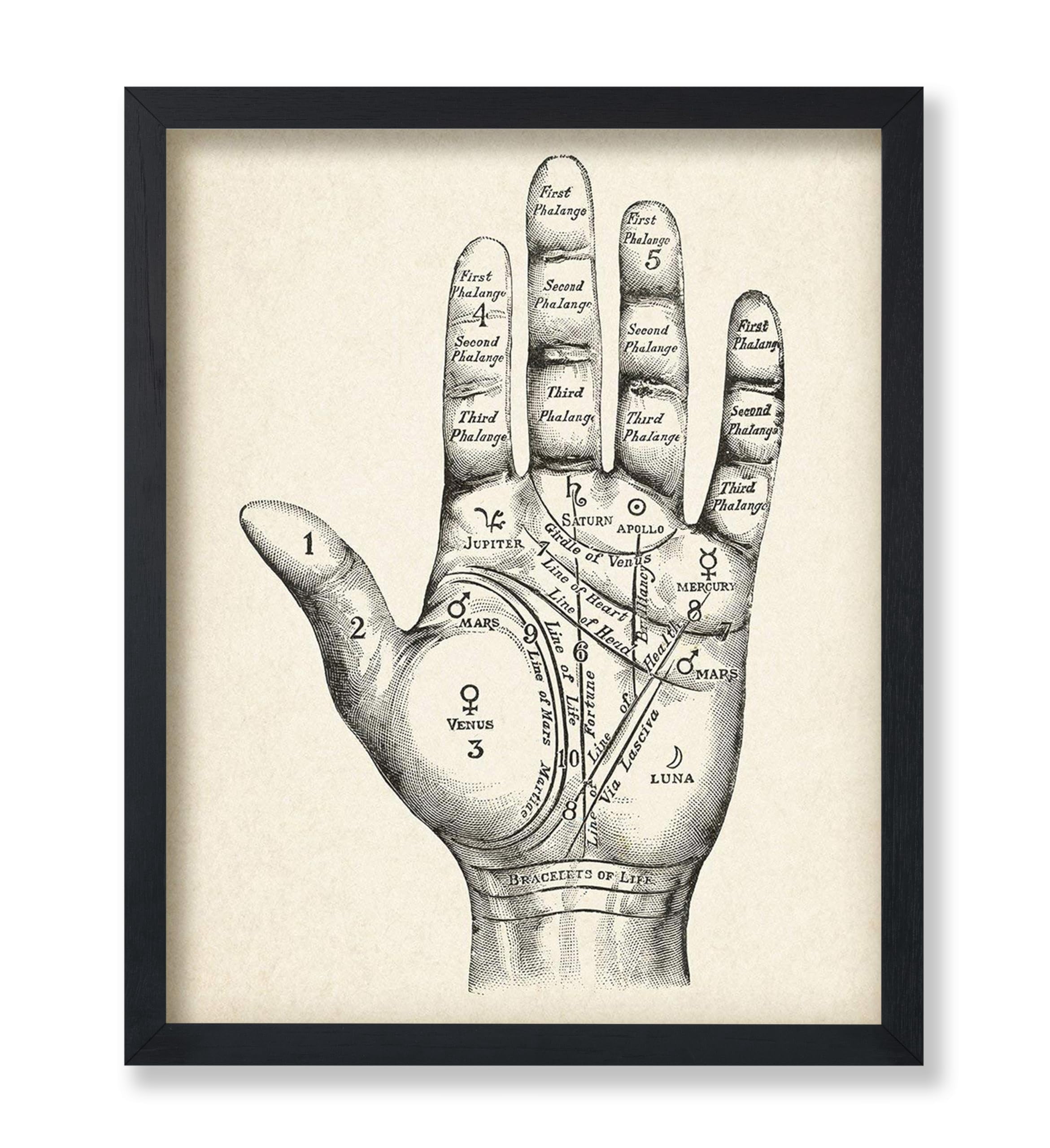 Poster Master Vintage Palm Reading Chart, 8x10 Unframed Art Print ...