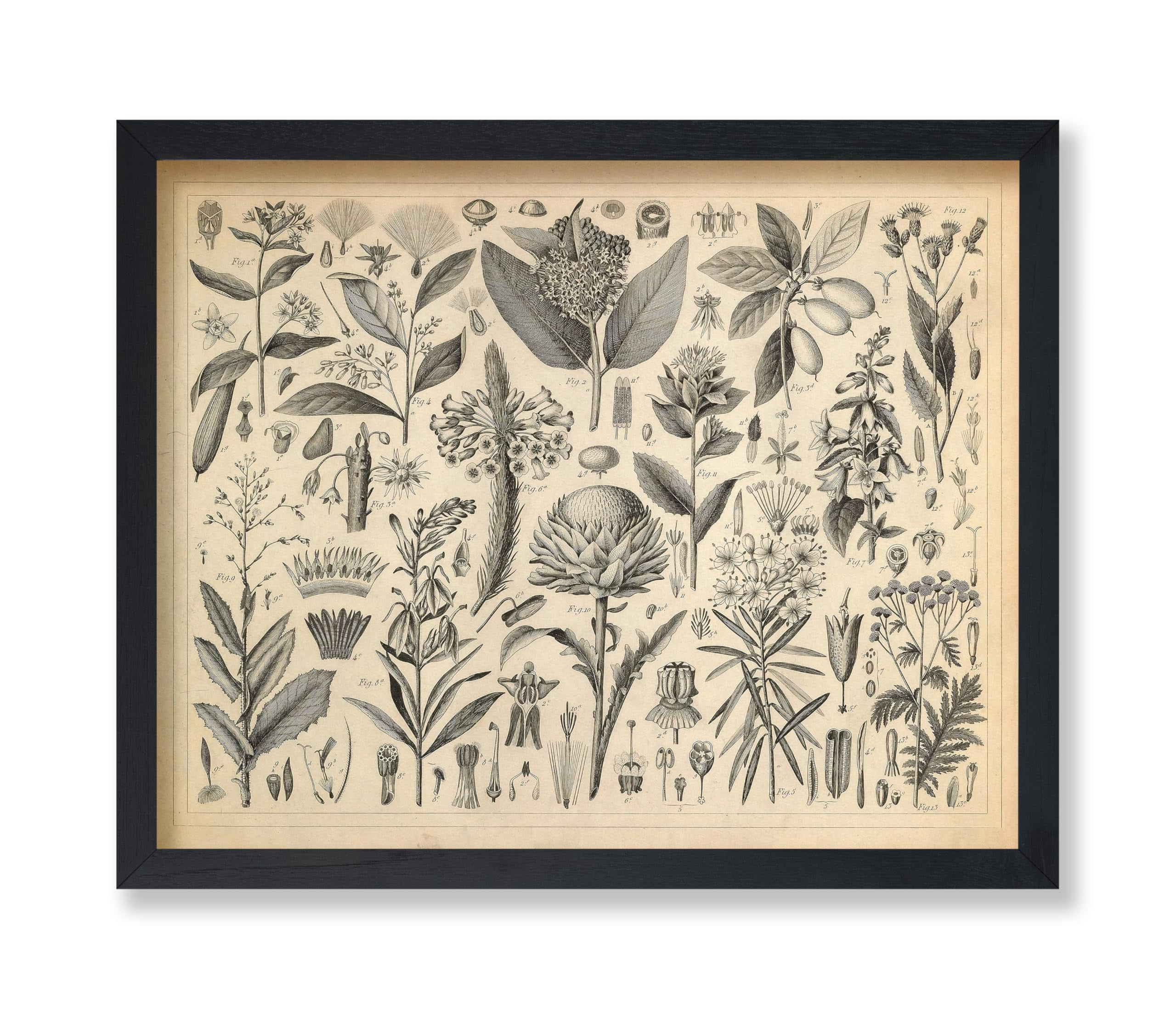 Poster Master Vintage Plants with a Resinous or Milky Sap Poster ...