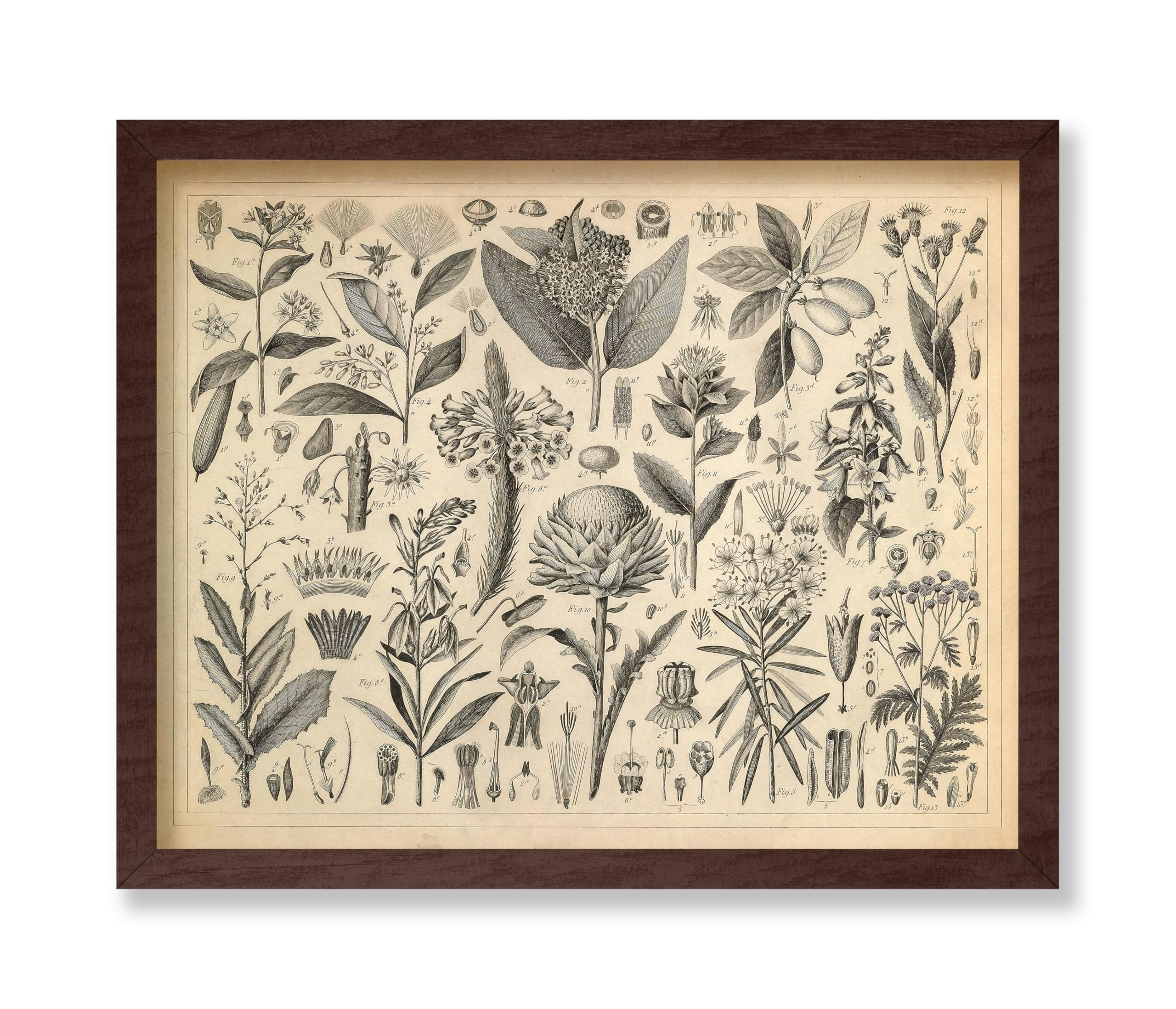 Poster Master Vintage Plants with a Resinous or Milky Sap Poster ...