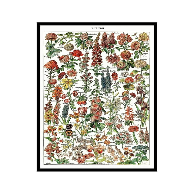 Poster Master Vintage Poster - Retro Botanical Print, 8x10 UNFRAMED ...