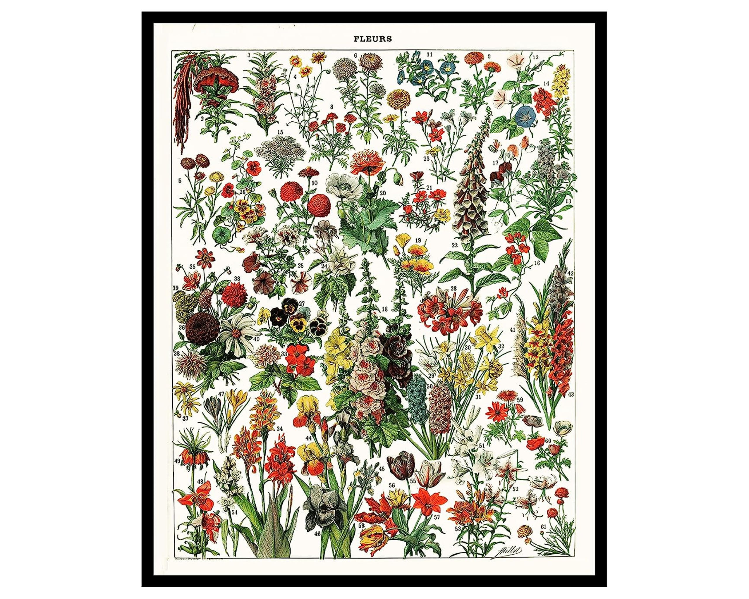 Poster Master Vintage Poster - Retro Botanical Print, 8x10 UNFRAMED ...