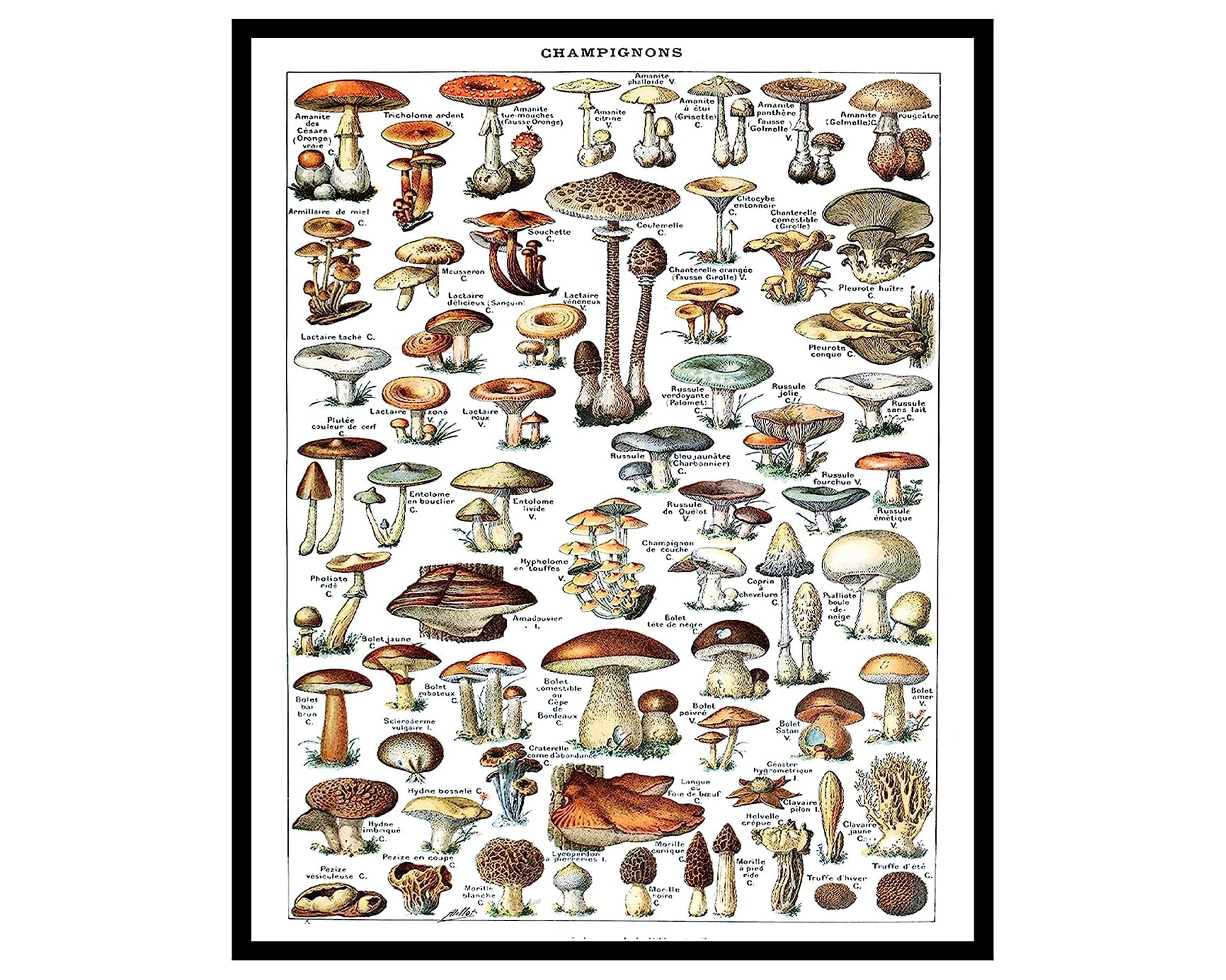 Poster Master Vintage Poster - Retro Botanical Print, 8x10 UNFRAMED ...