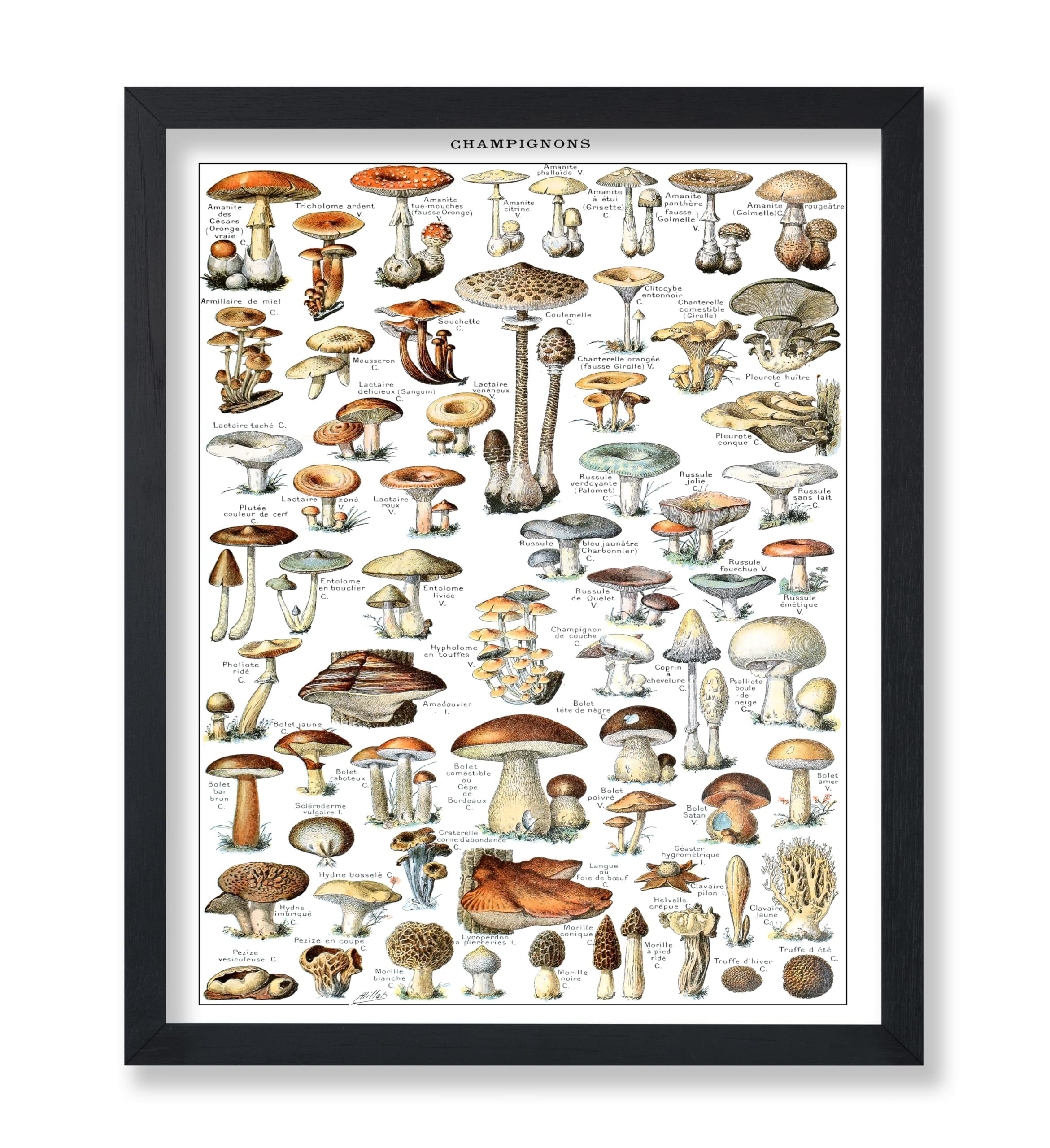 Poster Master Vintage Poster - Retro Botanical Print - Gift for ...