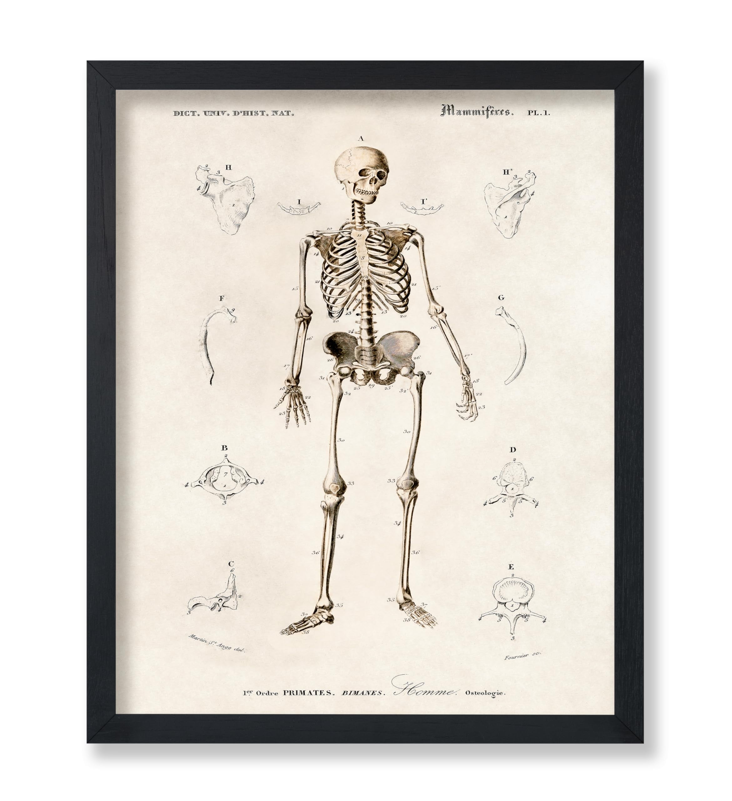 Poster Master Vintage Science Poster - Retro Minimalist Print - 11x14 ...