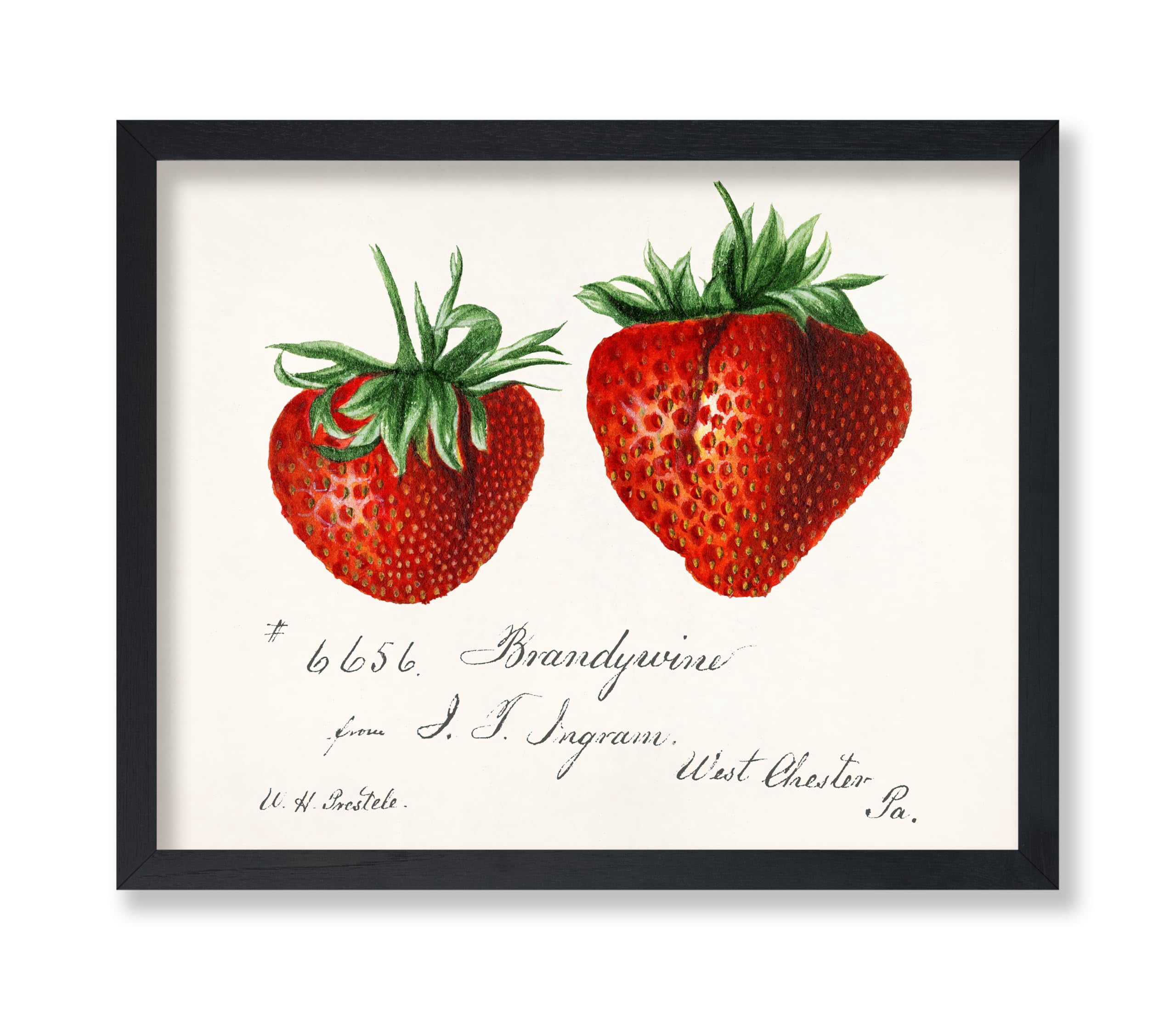 Poster Master Vintage Strawberry Poster - Retro Strawberries Print ...