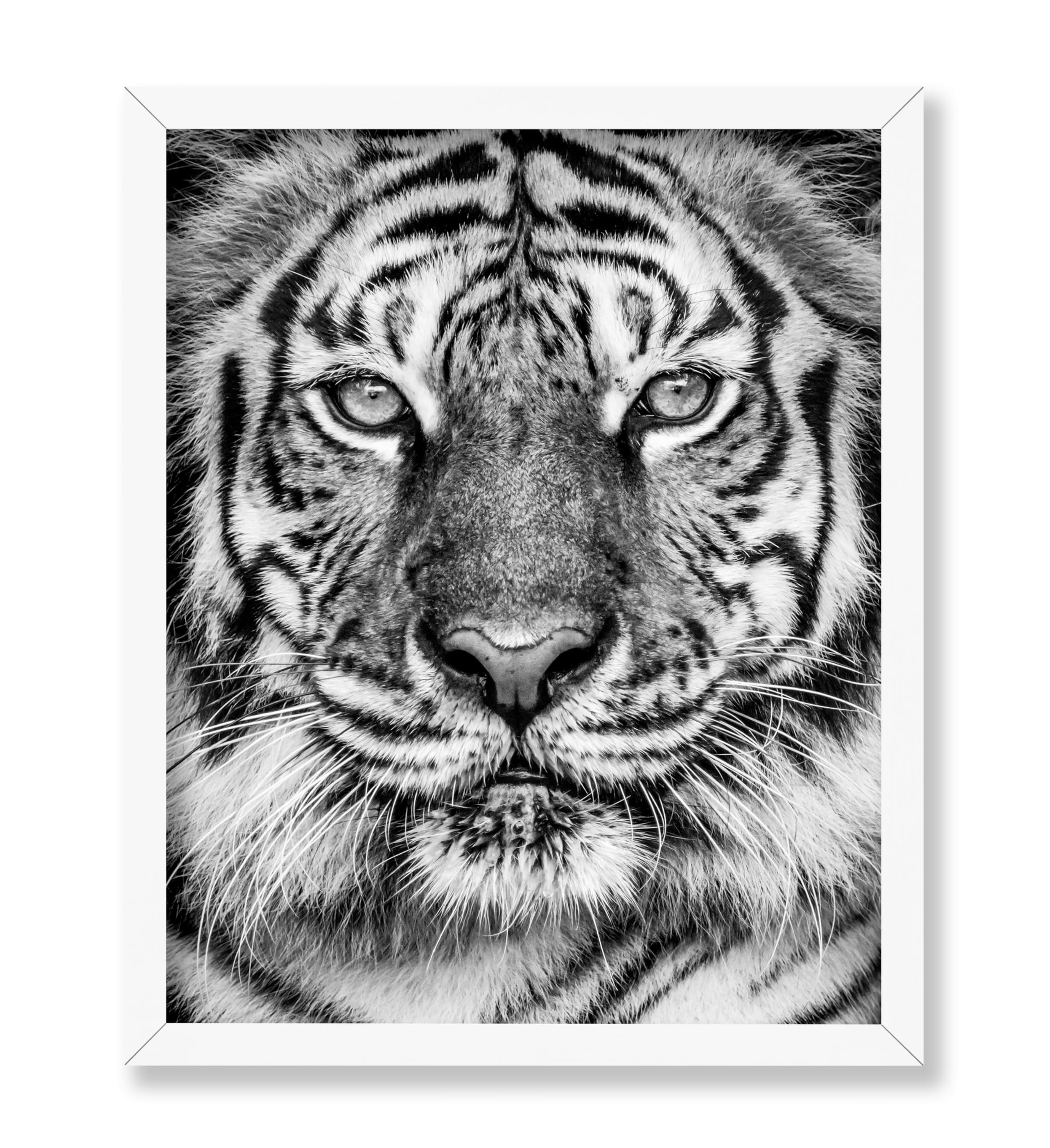 Poster Master Vintage Tiger Poster - Retro Tiger Face Print - Tiger ...