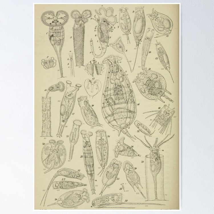 Poster Microscopic Biology - No Framed, Vintage Wall Art, Trendy Retro ...