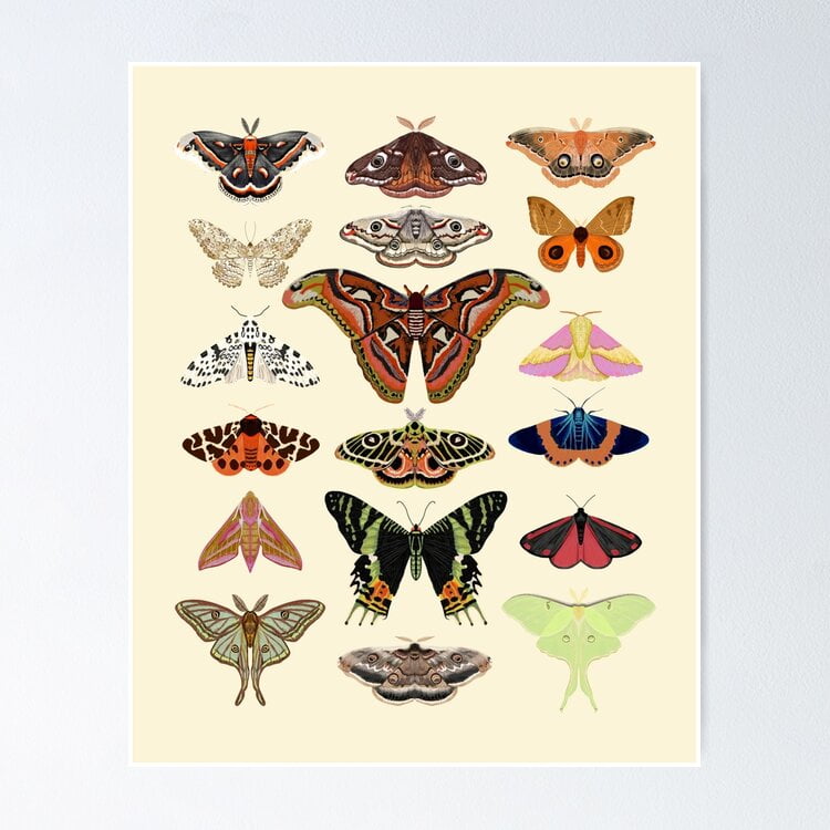 Poster Moth Cottagecore Beautiful Painted Insects Vintage Style Art ...