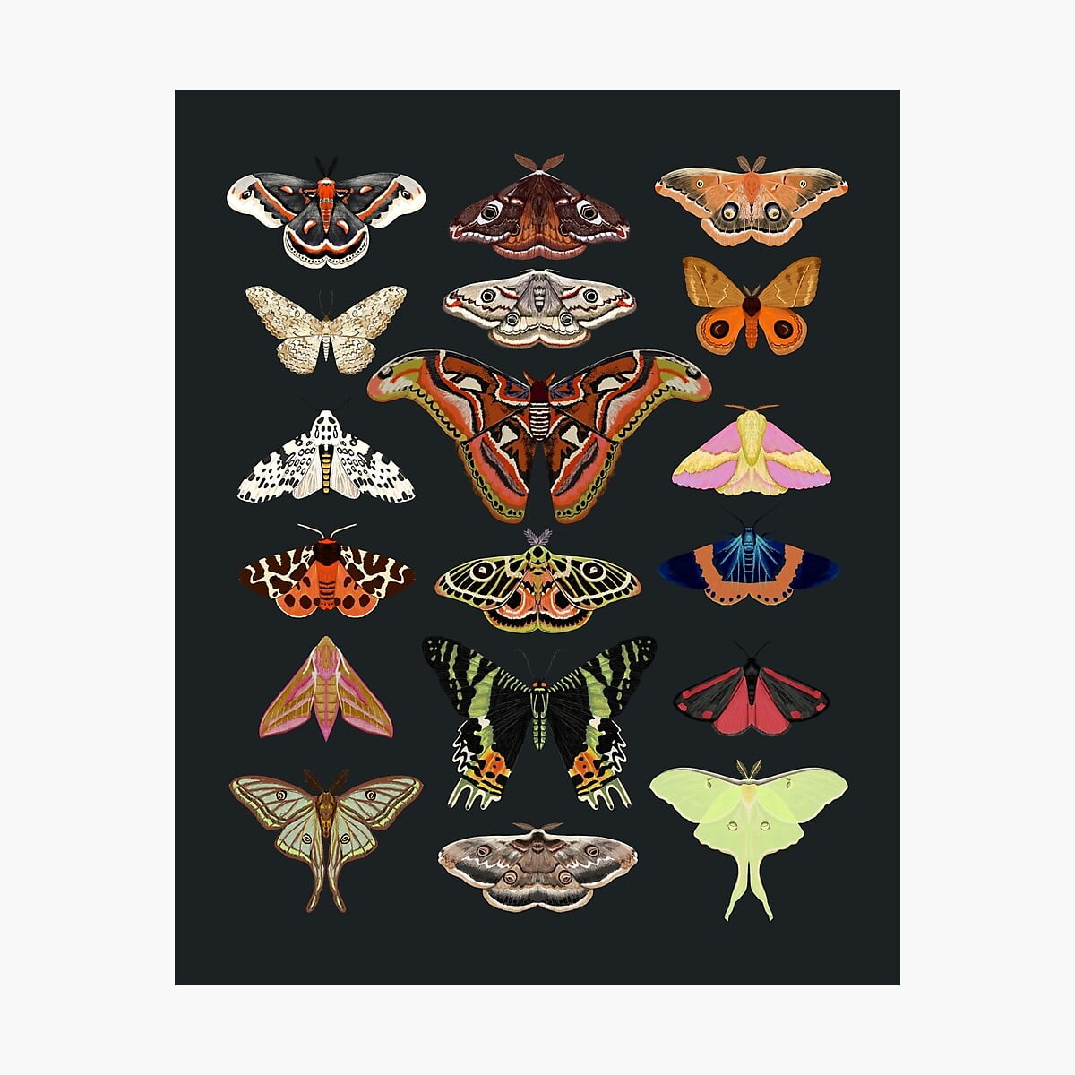 Poster Moth Dark Cottagecore Beautiful Painted Insects Vintage Style ...