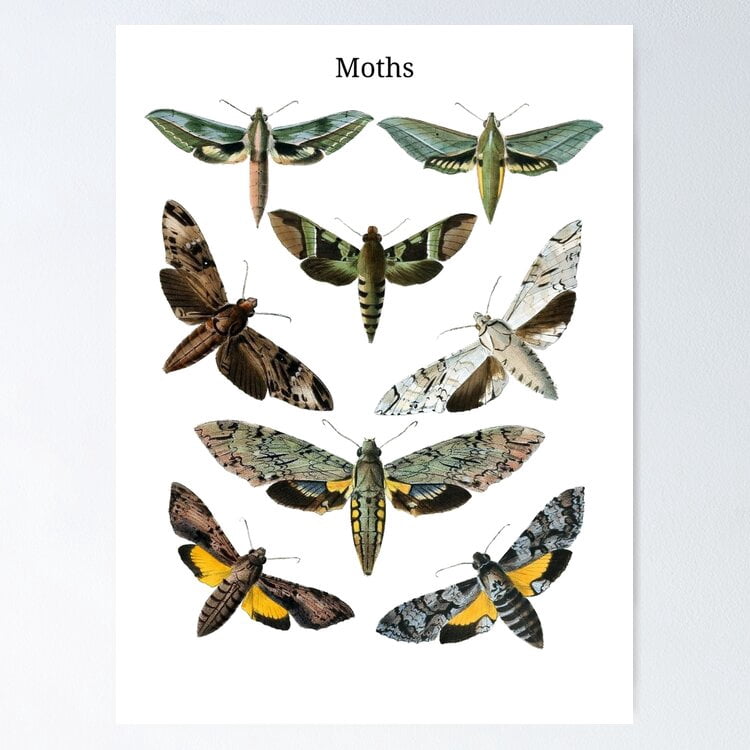 Poster Moth Species - Unframed Poster, 12x18 - Walmart.com