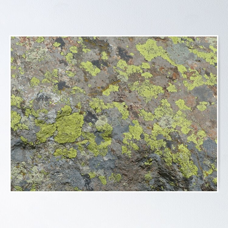Poster Natural Lichen - No Framed, Vintage Wall Art, Trendy Retro Print ...