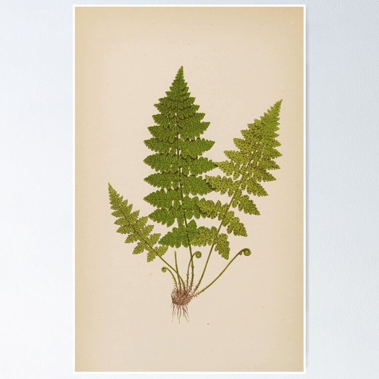 Poster Naturalist Fern - No Framed, Vintage Wall Art, Trendy Retro ...
